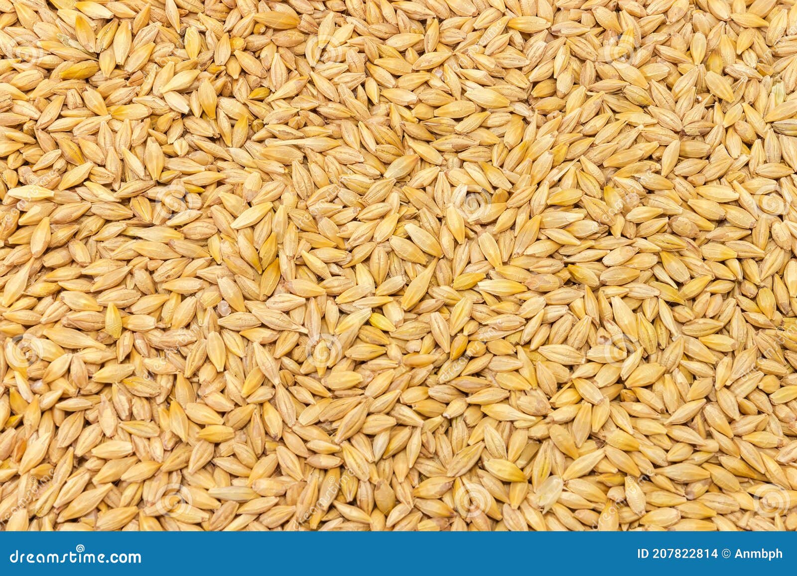 Whole Barley Grains, Top View Close-up, Background, Texture Stock Photo ...