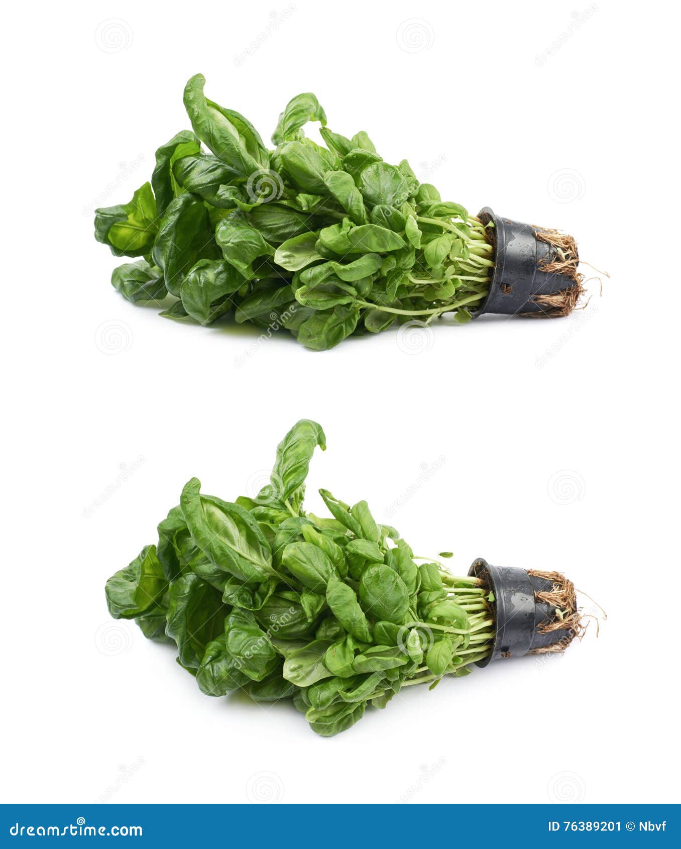 Whole basil plant in a pot stock image. Image of closeup - 76389201