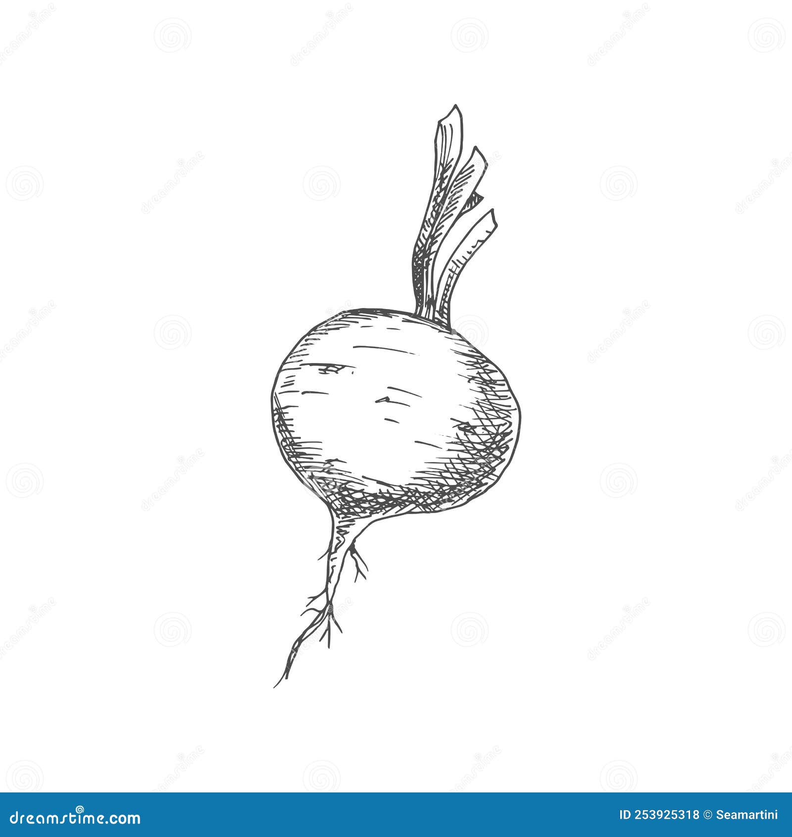 Whole Beet Root Isolated Monochrome Sketch Icon Stock Vector ...