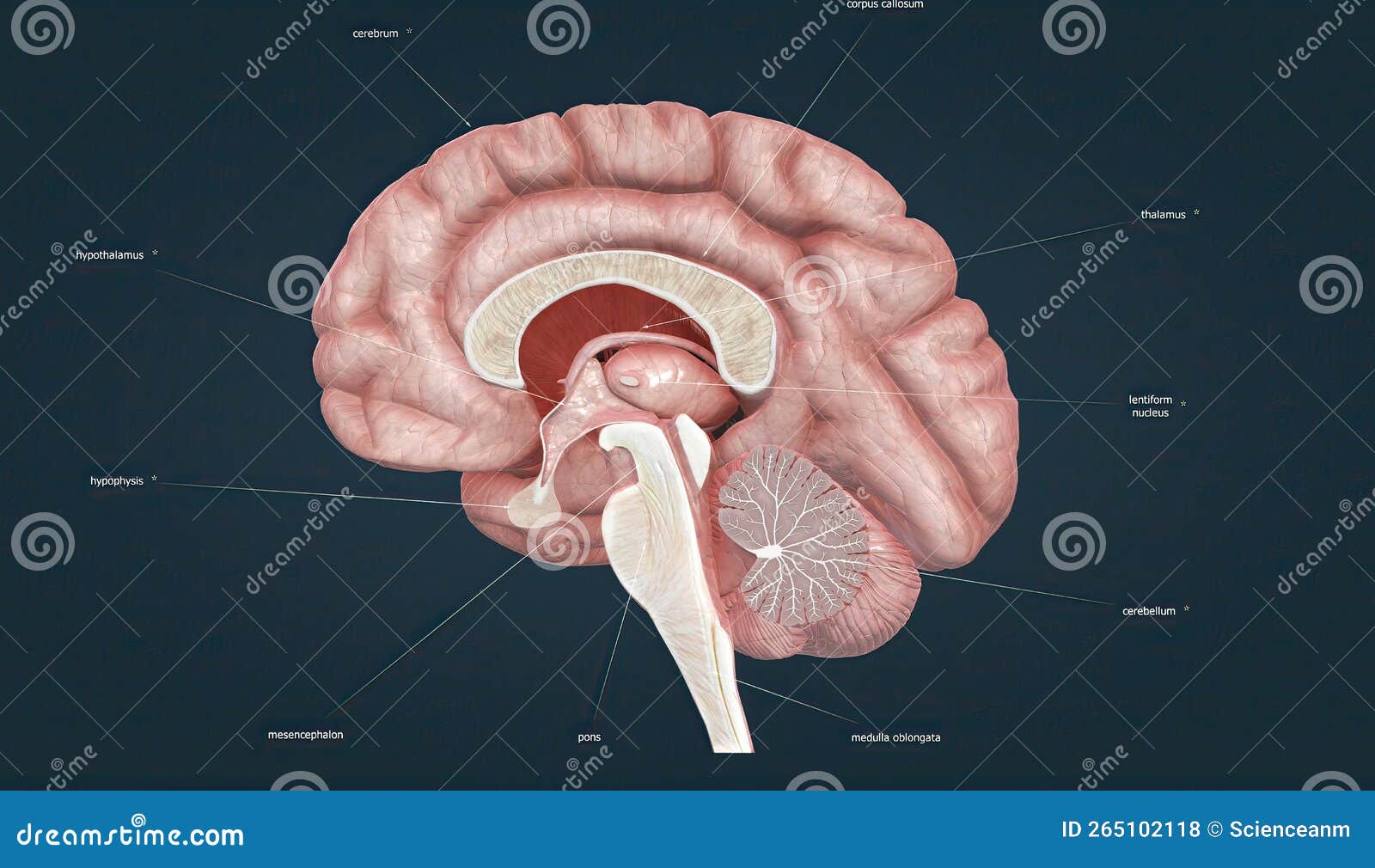 Whole Brain, Brain Sections, Spinal Cord, Neurological and Related ...