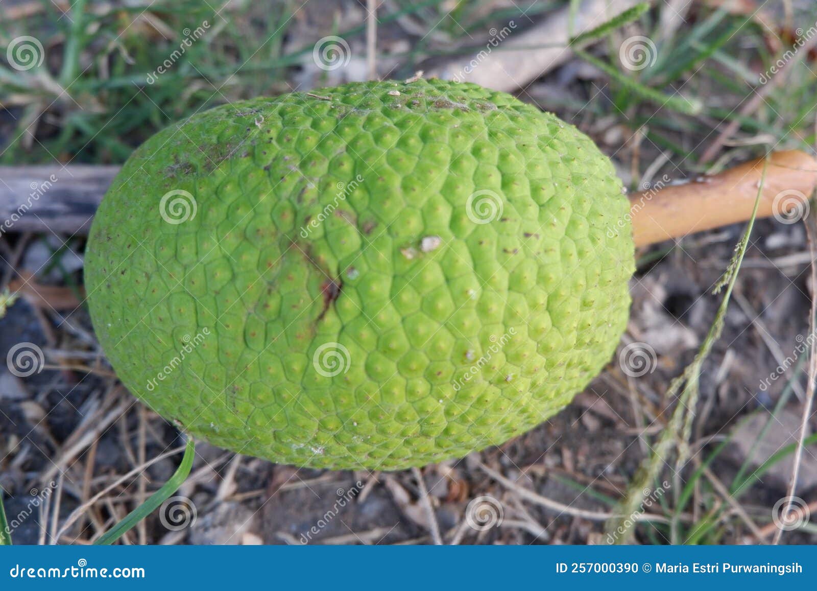 Whole Breadfruit on the Ground Stock Photo - Image of botanical ...