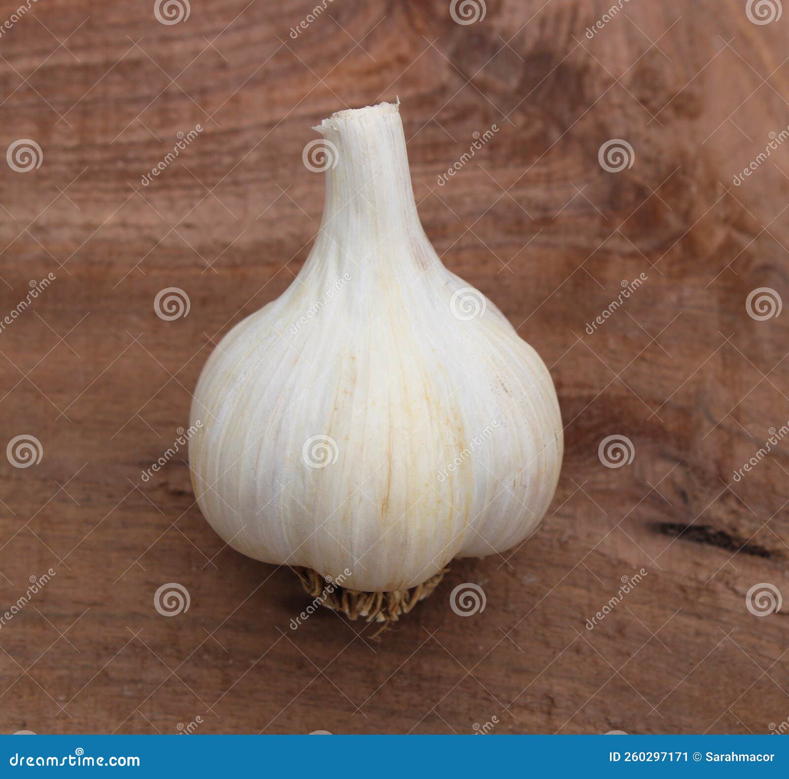 A Whole Bulb of German White Garlic Stock Image - Image of common ...