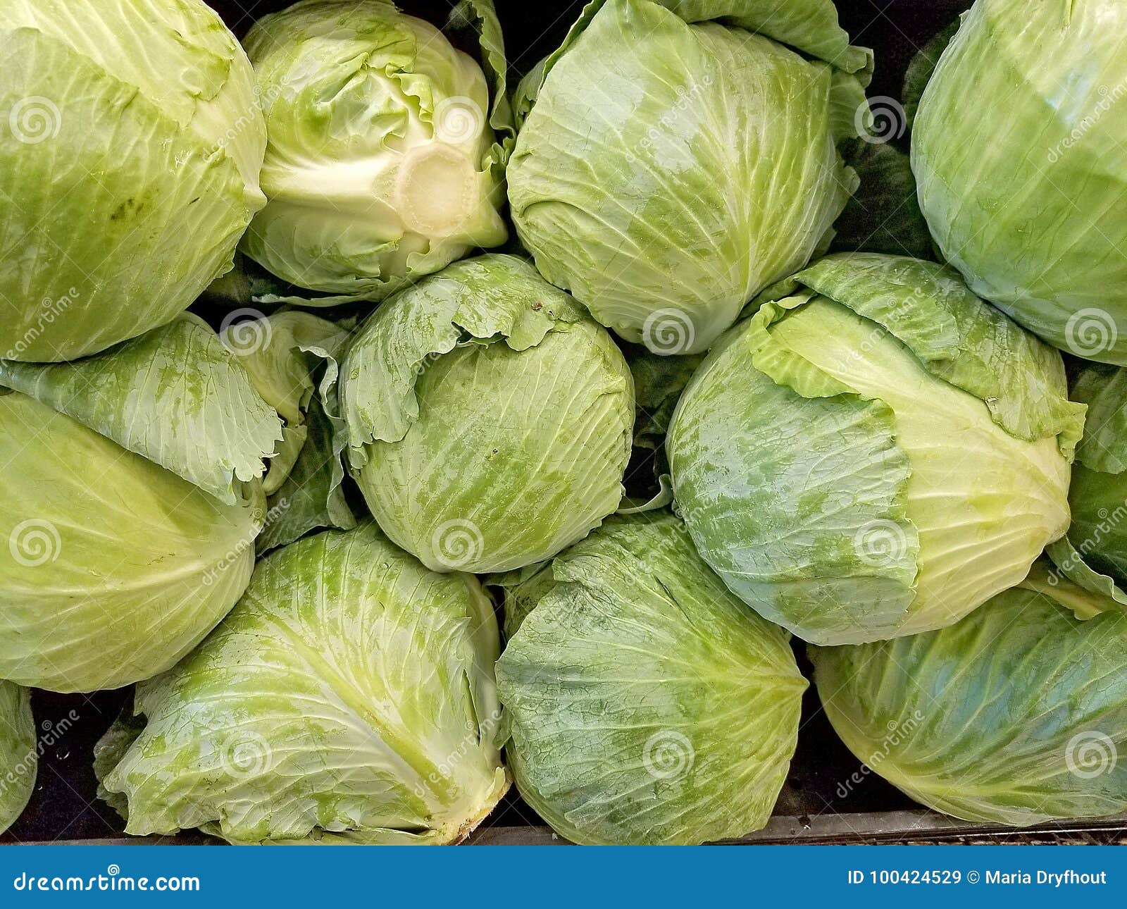 Whole cabbage heads stock image. Image of crop, cabbage - 100424529