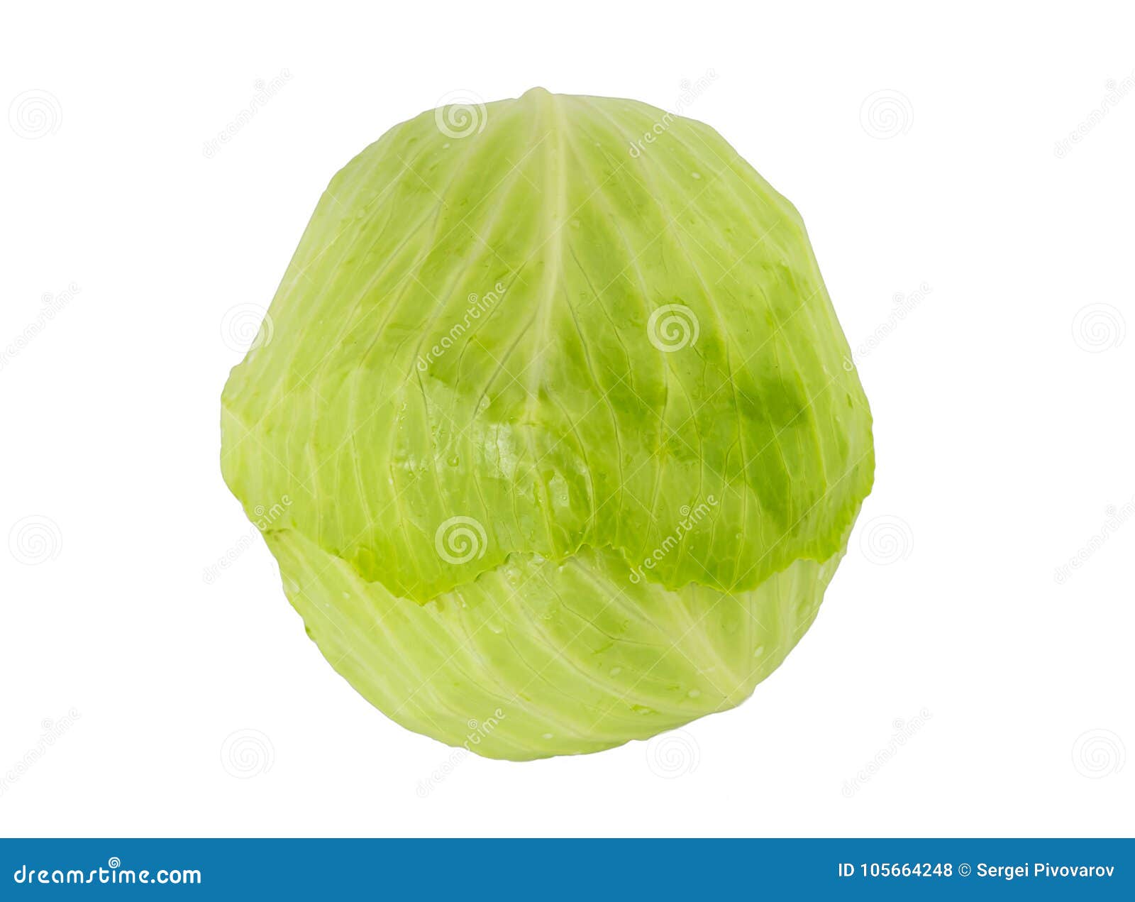 Whole Cabbage White, Green Vegetable Round Symmetrical on White ...