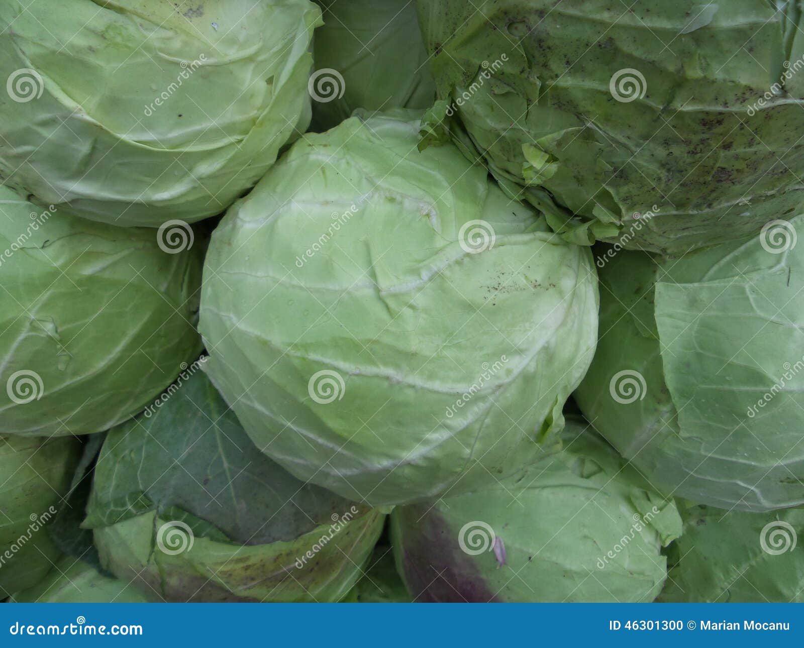 Whole cabbages stock photo. Image of kale, cuisine, dinner - 46301300
