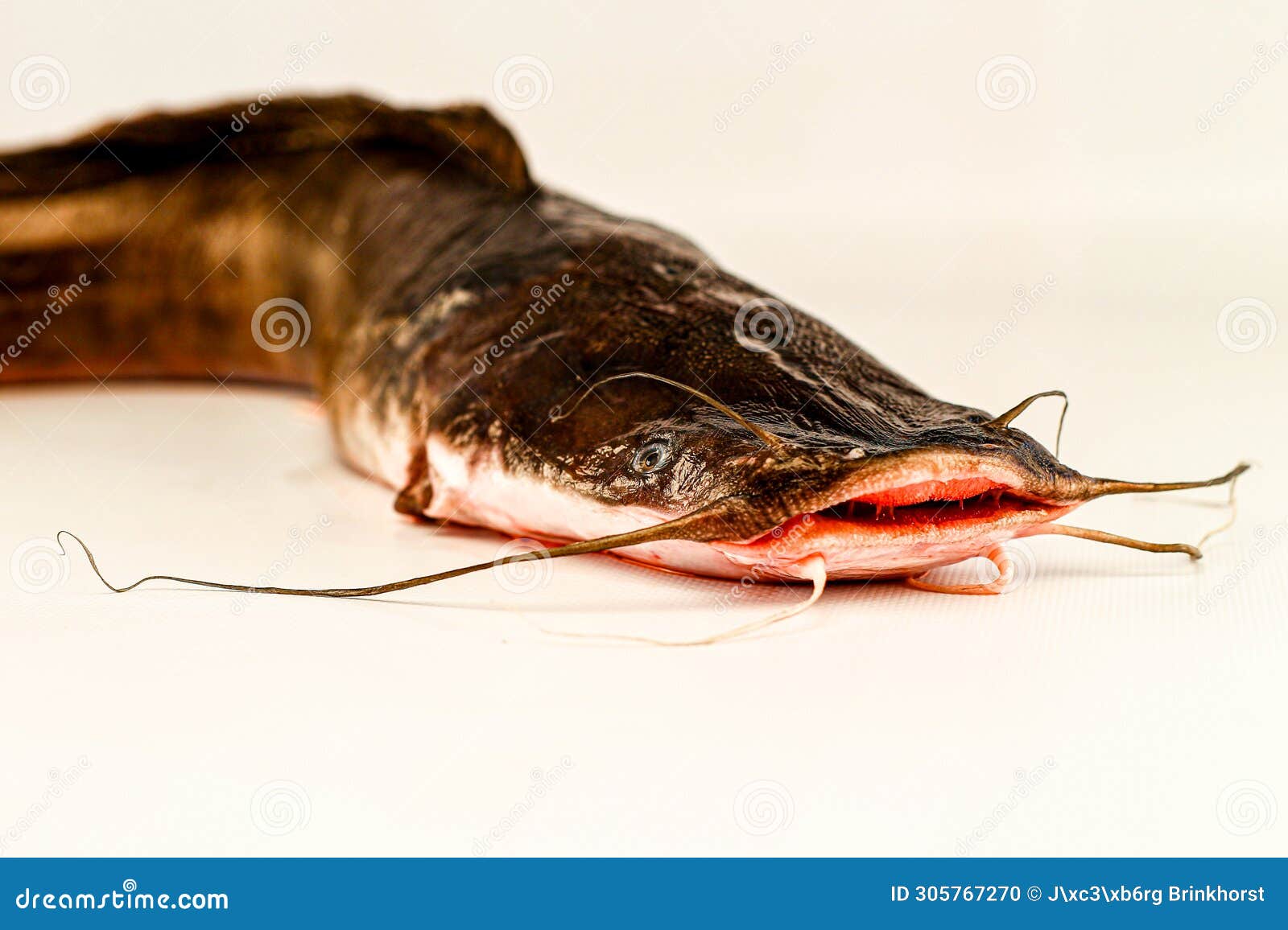Whole Catfish before Cutting and Preparation Stock Photo - Image of ...