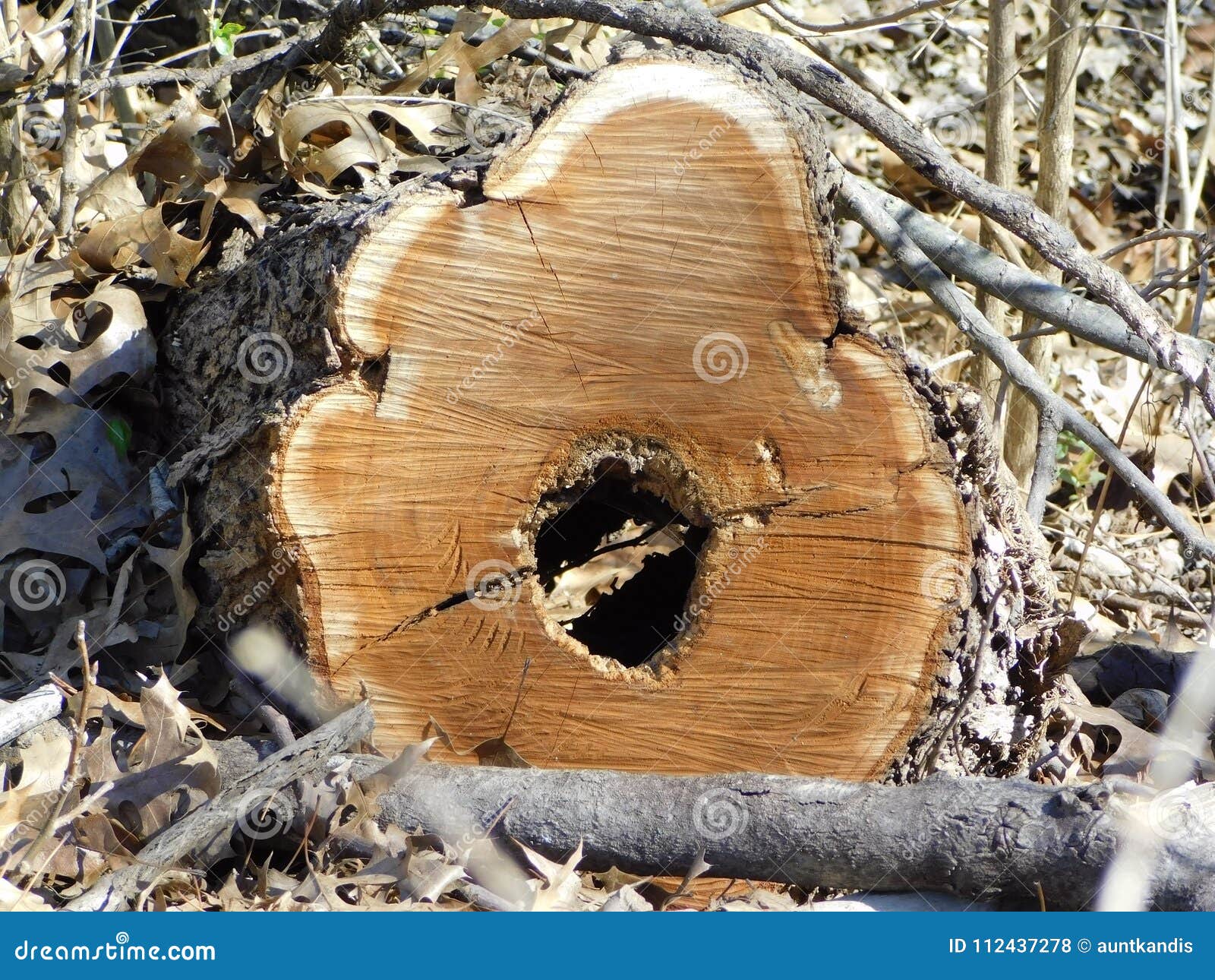 Whole in the Center of a Tree Stump Stock Photo - Image of land, caught ...