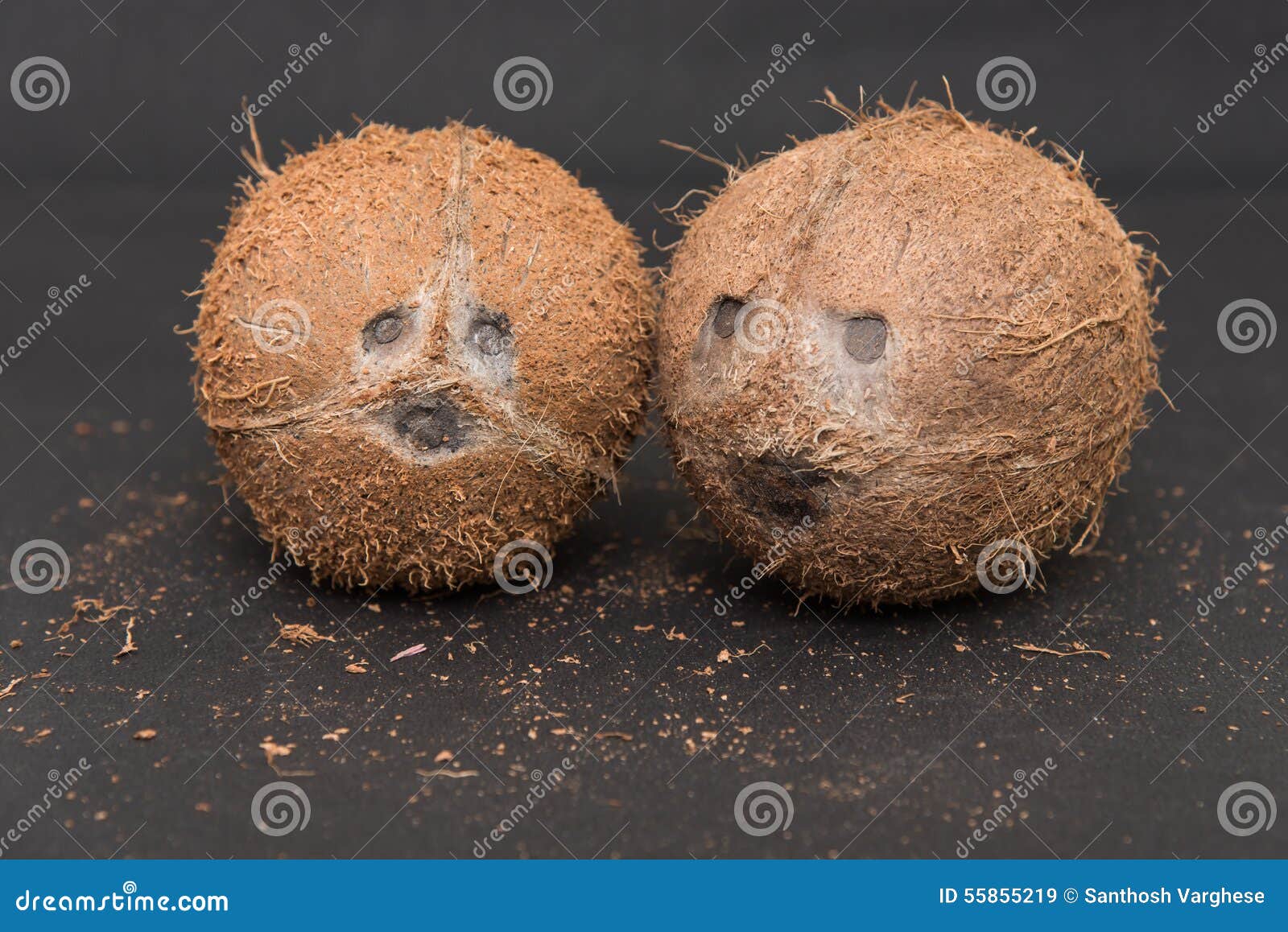 Whole Coconuts. Coconut Fiber Texture Stock Image - Image of coconut ...