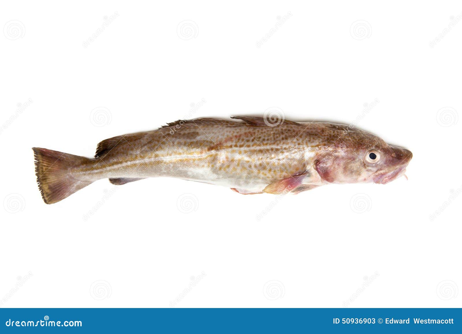 Whole cod fish stock image. Image of organic, shot, salt - 50936903