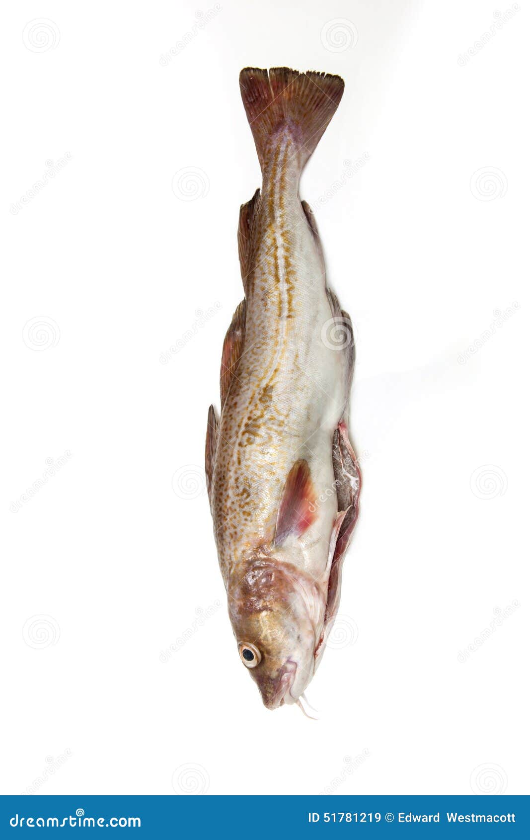 Whole cod fish stock image. Image of food, studio, seafood - 51781219