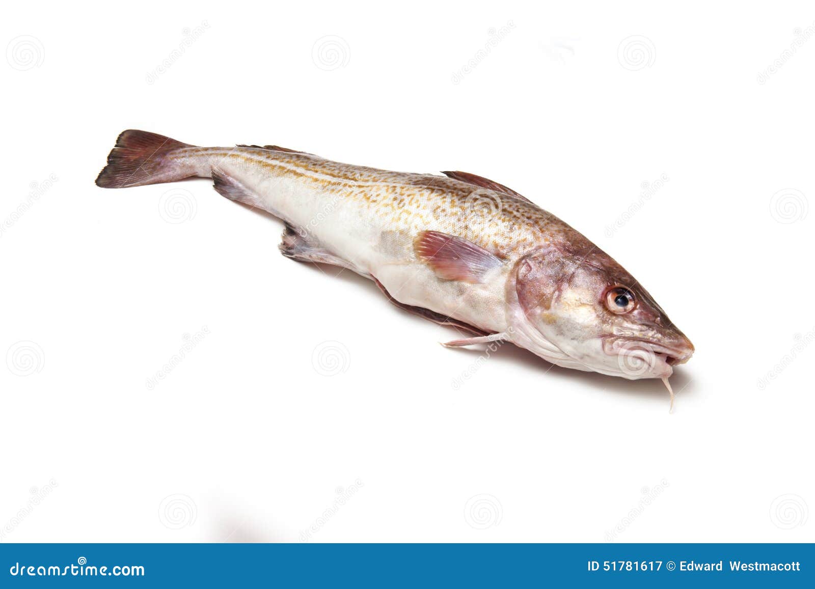 Whole cod fish stock image. Image of food, background - 51781617