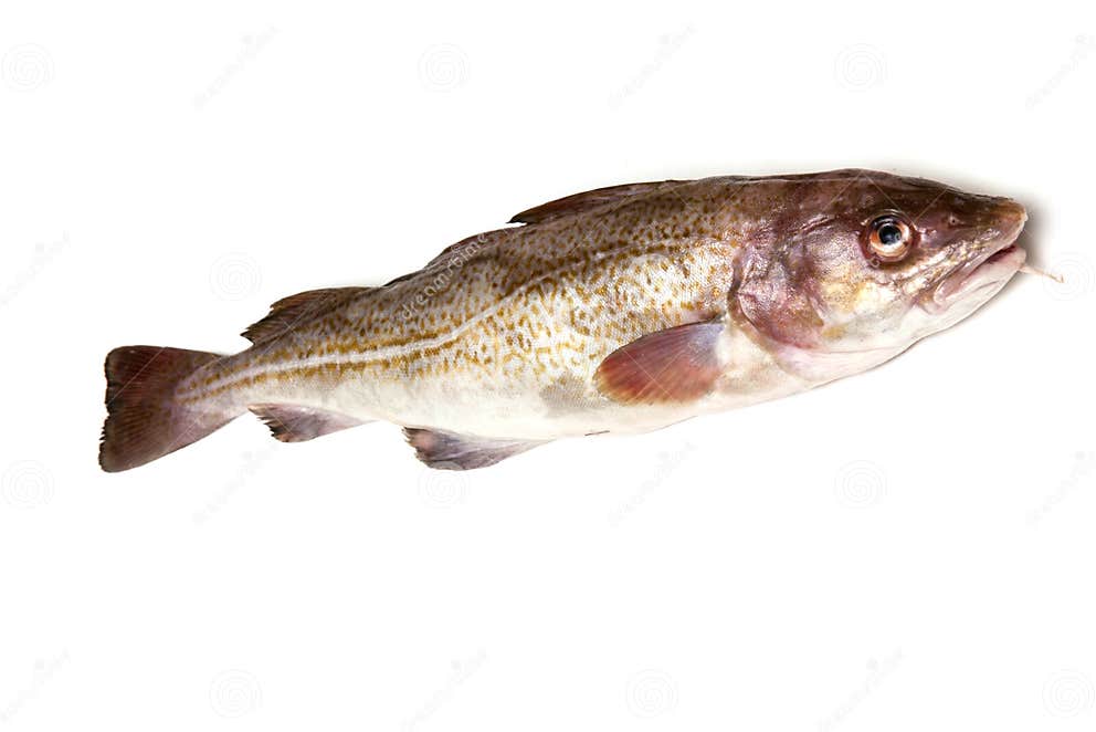Whole cod fish stock image. Image of morhua, small, water - 51785349