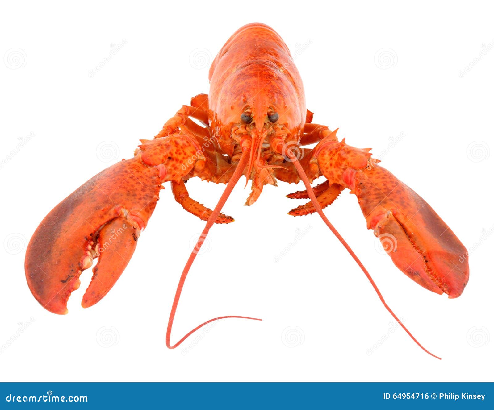 Whole Cooked Pink Lobster stock photo. Image of white - 64954716