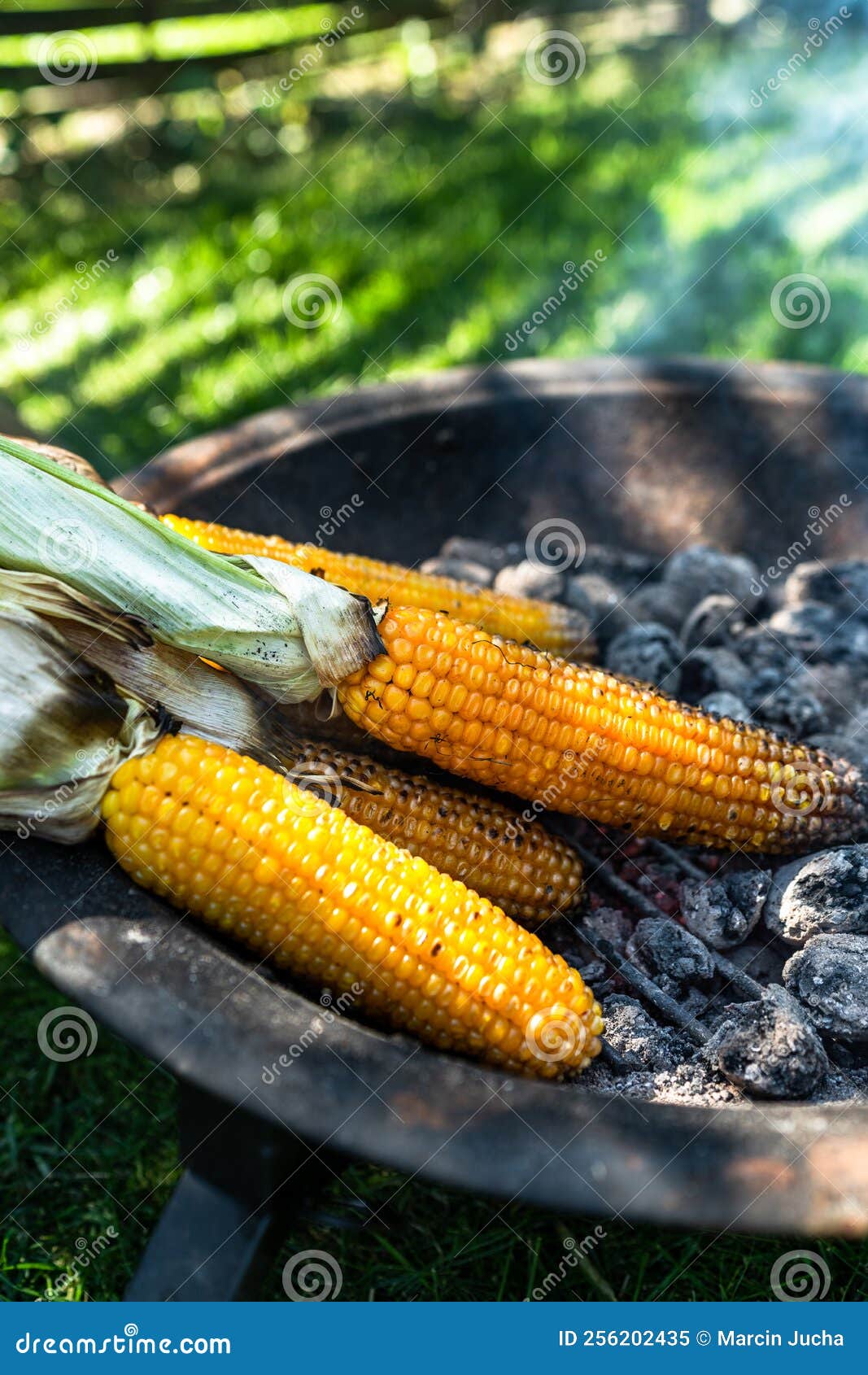 Whole Corn Cobs Roasted on Hot Coal Stock Image - Image of smoke ...