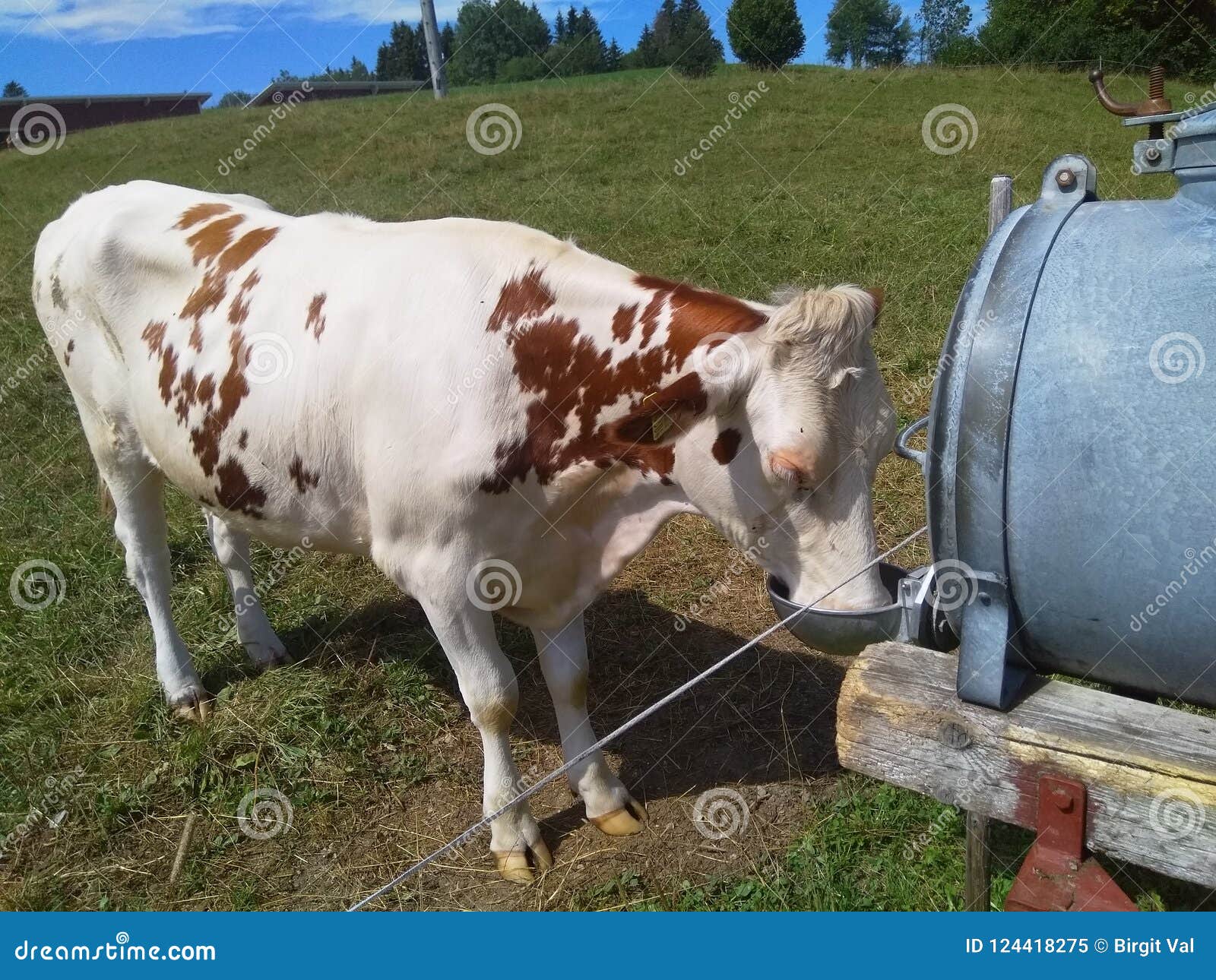 Whole cow stock image. Image of water, fresh, grass - 124418275