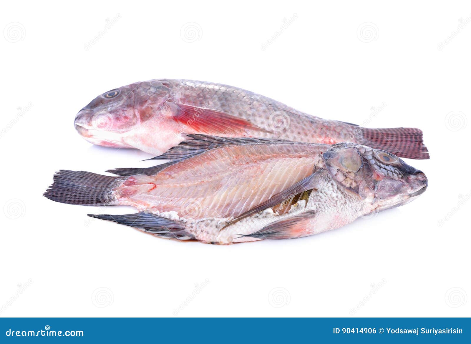 Whole and Cross Section of Fresh Nile Tilapia Fish on White Back Stock ...