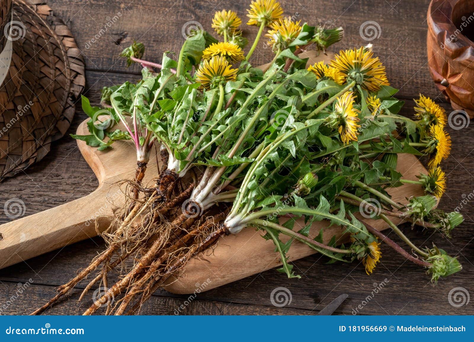 Whole Dandelion Plant with Root Stock Image - Image of plant, leaf ...