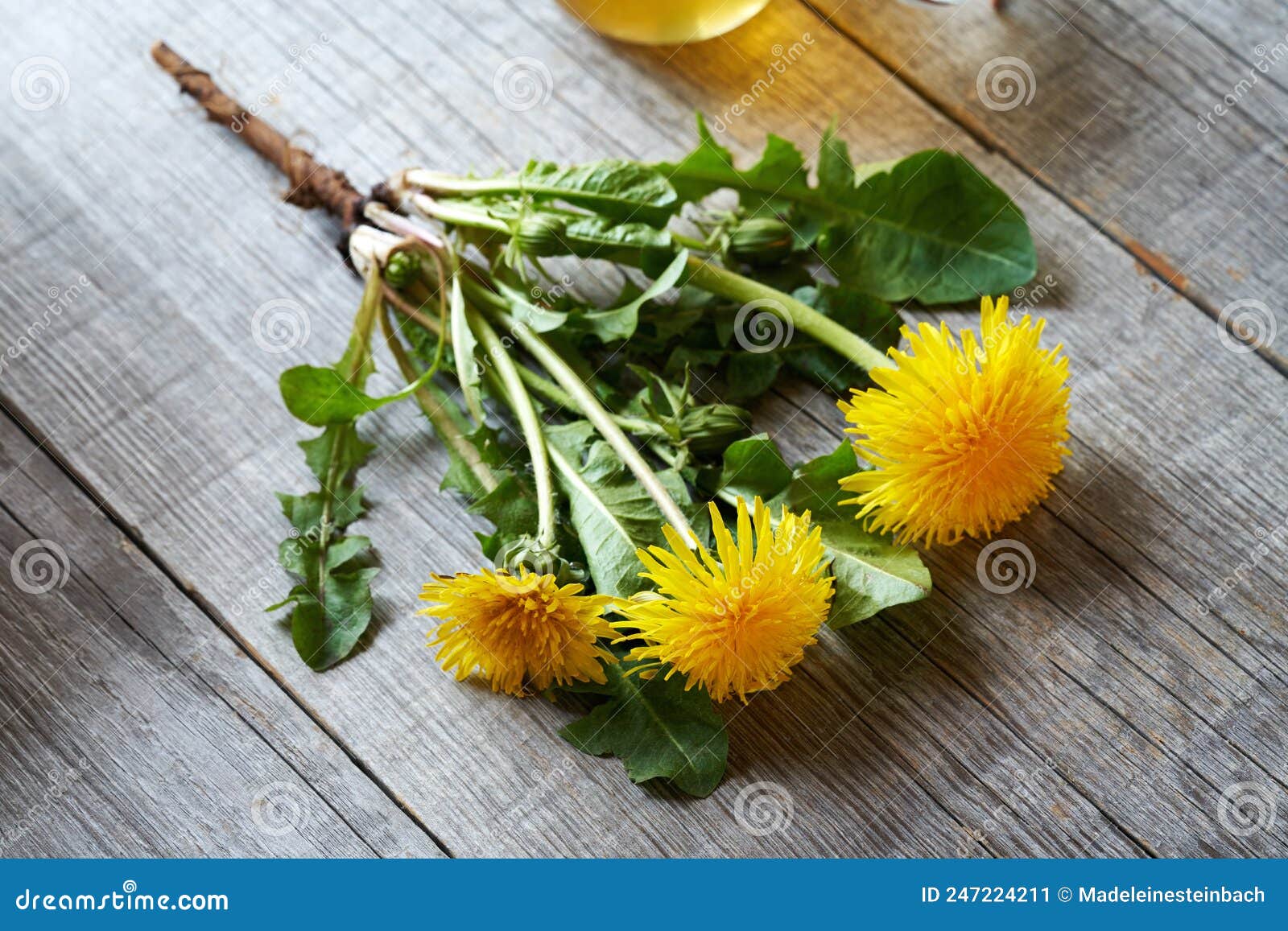 Whole Dandelion Plant with Root on a Wooden Background Stock Image ...