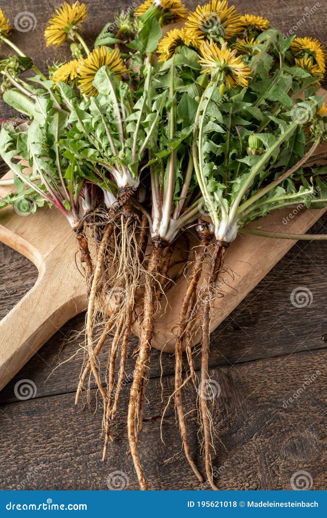 Whole Dandelion Plants with Roots Stock Photo - Image of root, medicine ...
