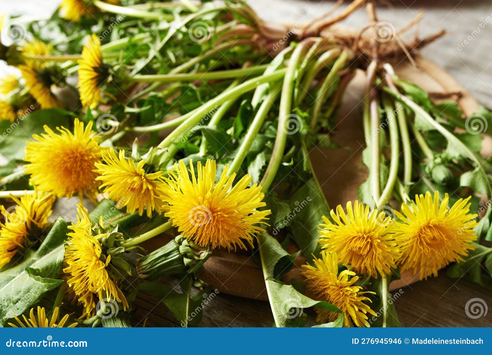 Whole Dandelion Plants with Roots on a Table Stock Photo - Image of ...