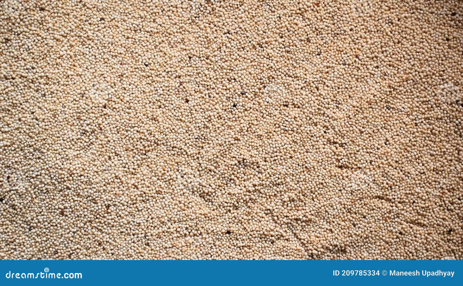 Whole dried Amaranth seed stock footage. Video of gluten - 209785334