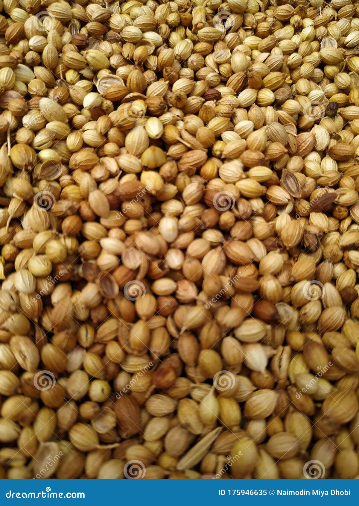 Whole Dry Dhaniya or Coriander Spice, Closeup. Nepal Stock Image ...