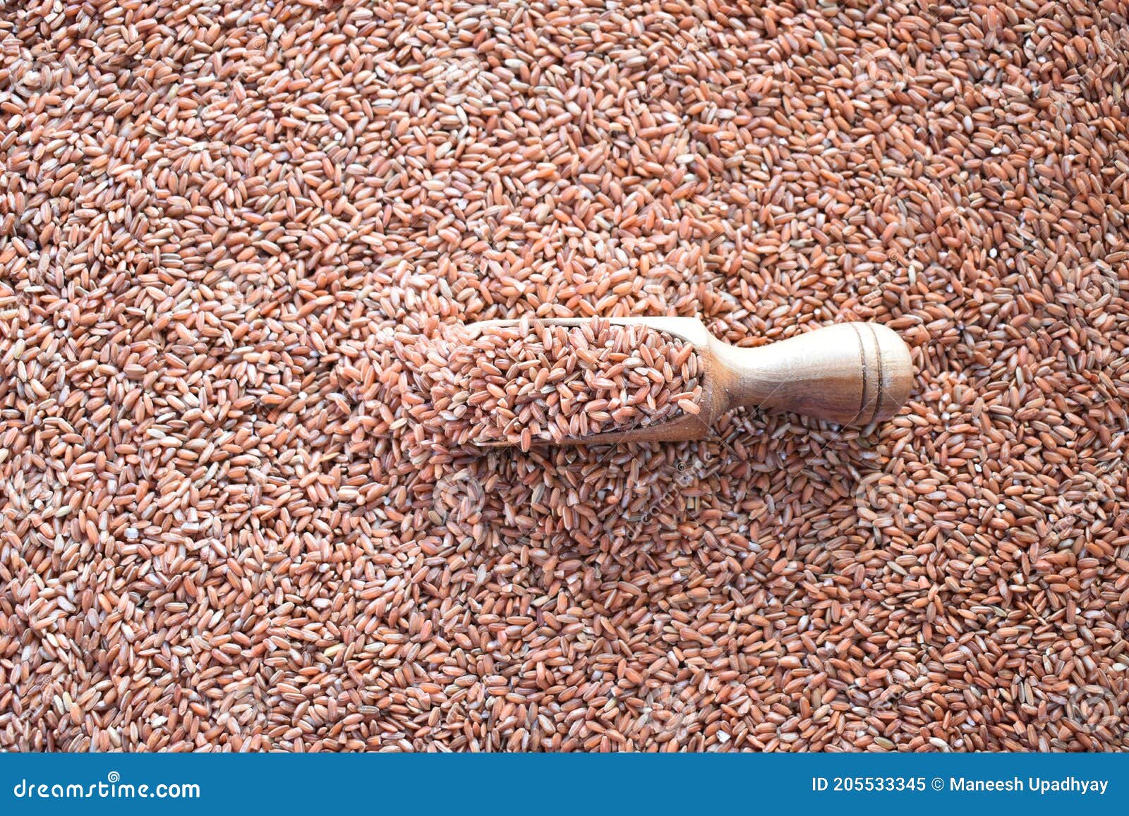 Whole dry red color rice stock image. Image of long - 205533345