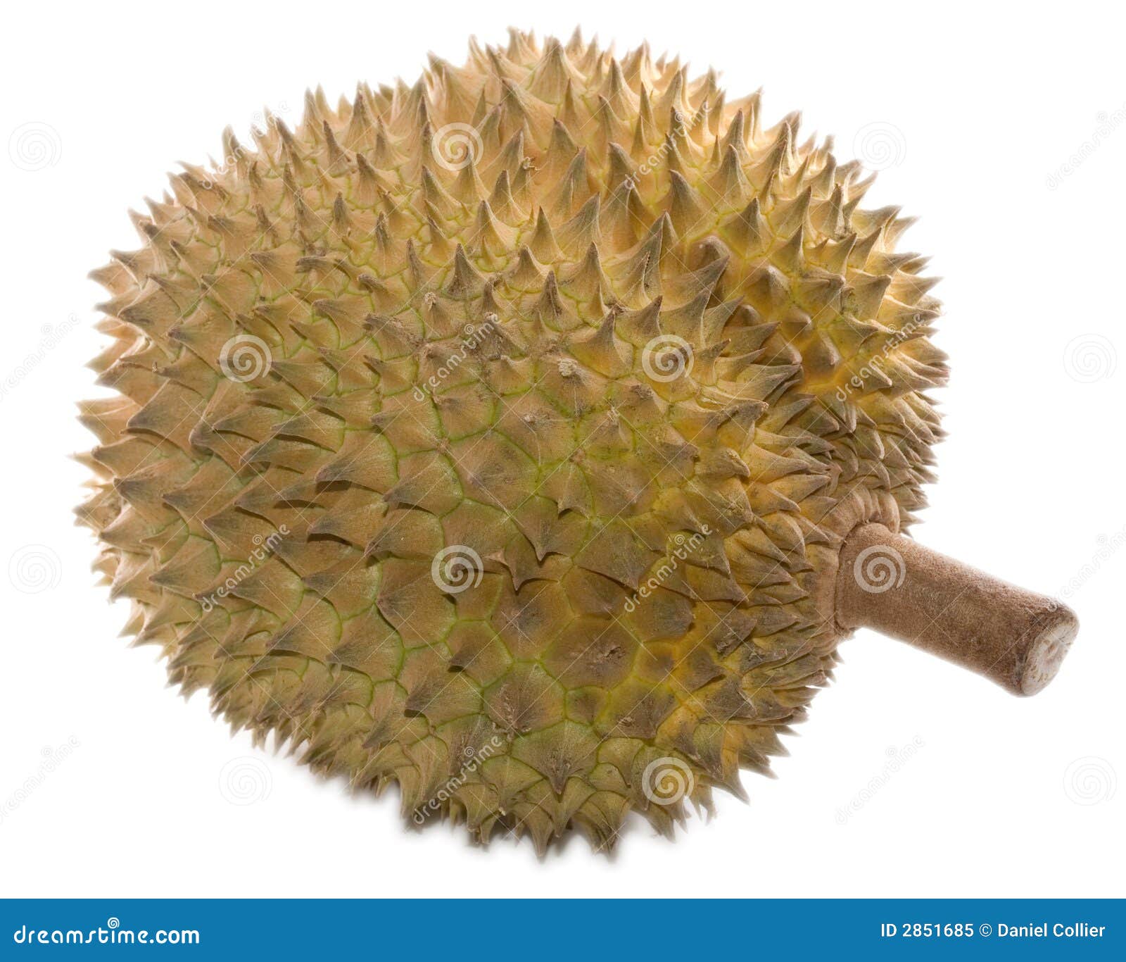228 Stinky Durian Stock Photos - Free & Royalty-Free Stock Photos from ...