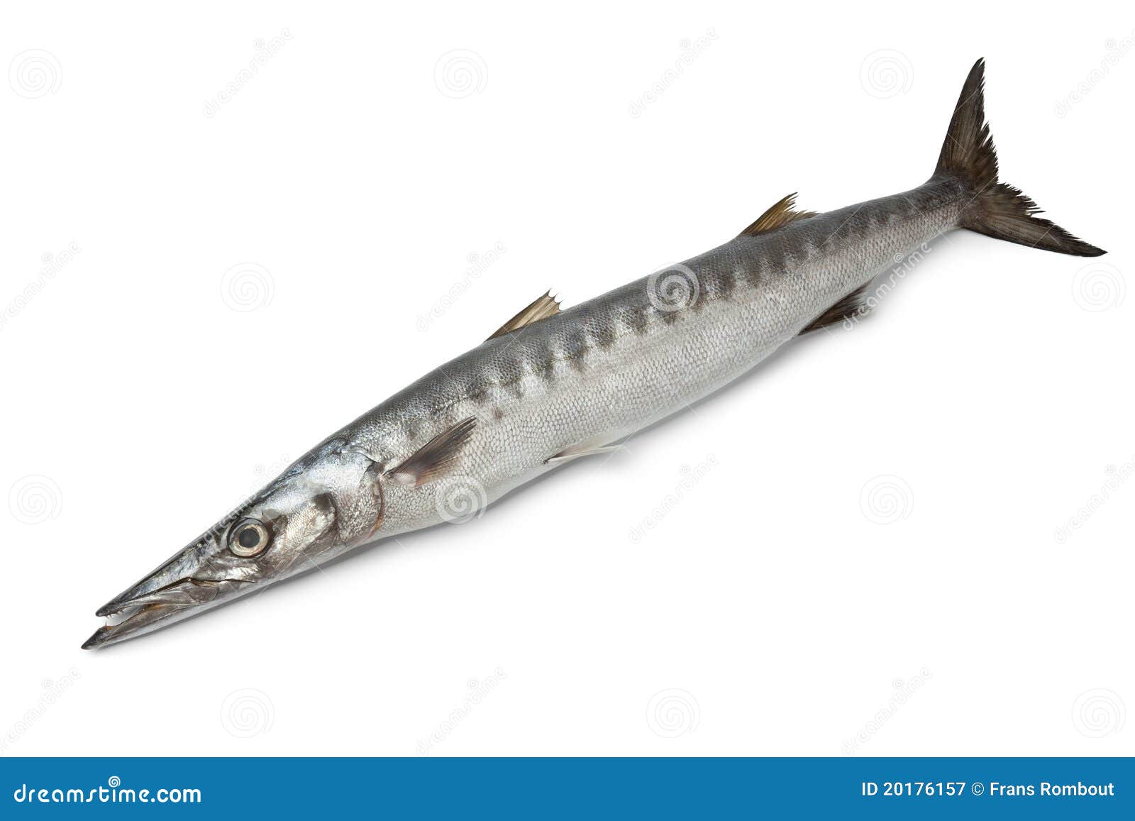Barracuda Fish Underwater Stock Photography | CartoonDealer.com #41576468