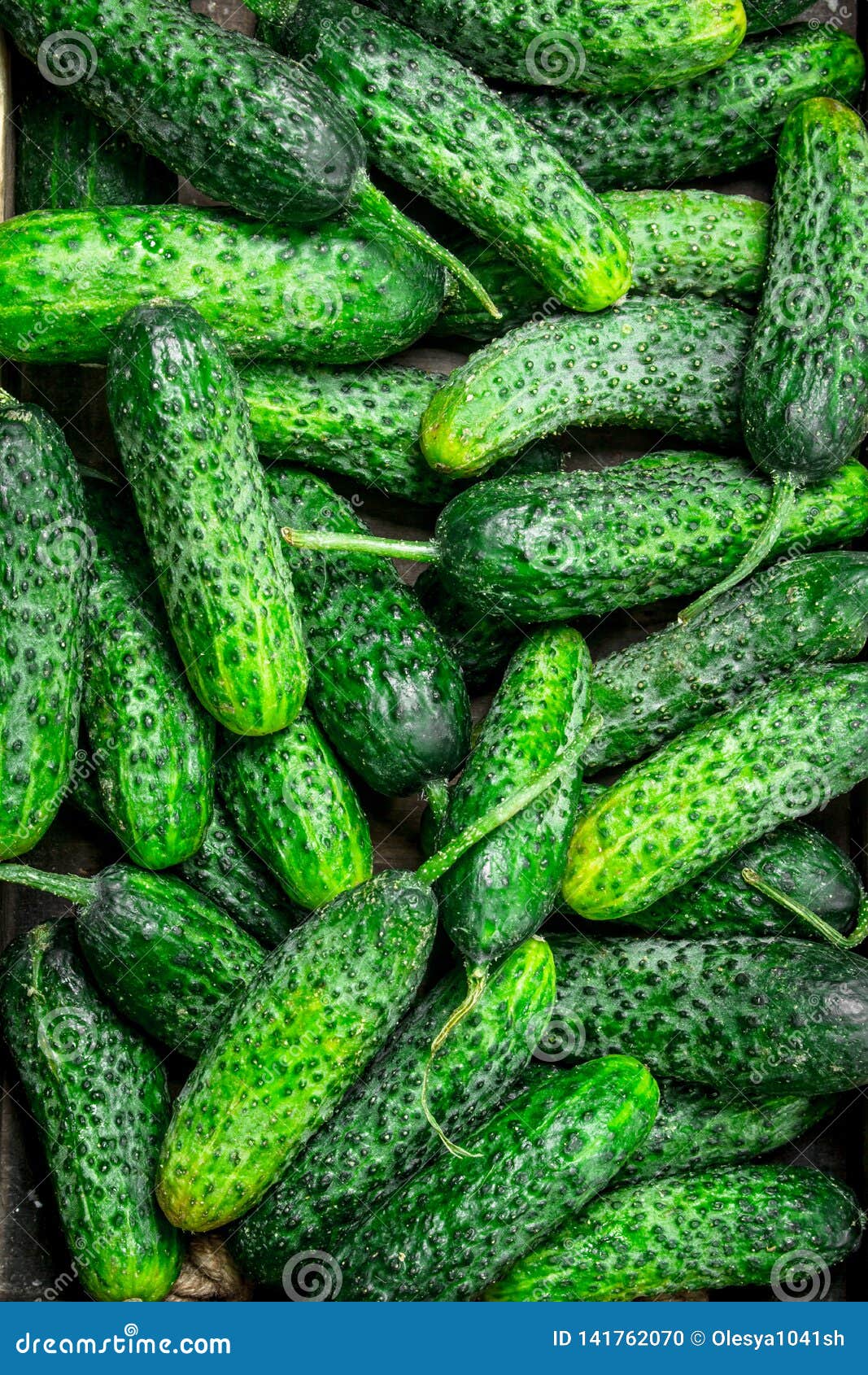 Whole fresh cucumbers stock photo. Image of healthy - 141762070