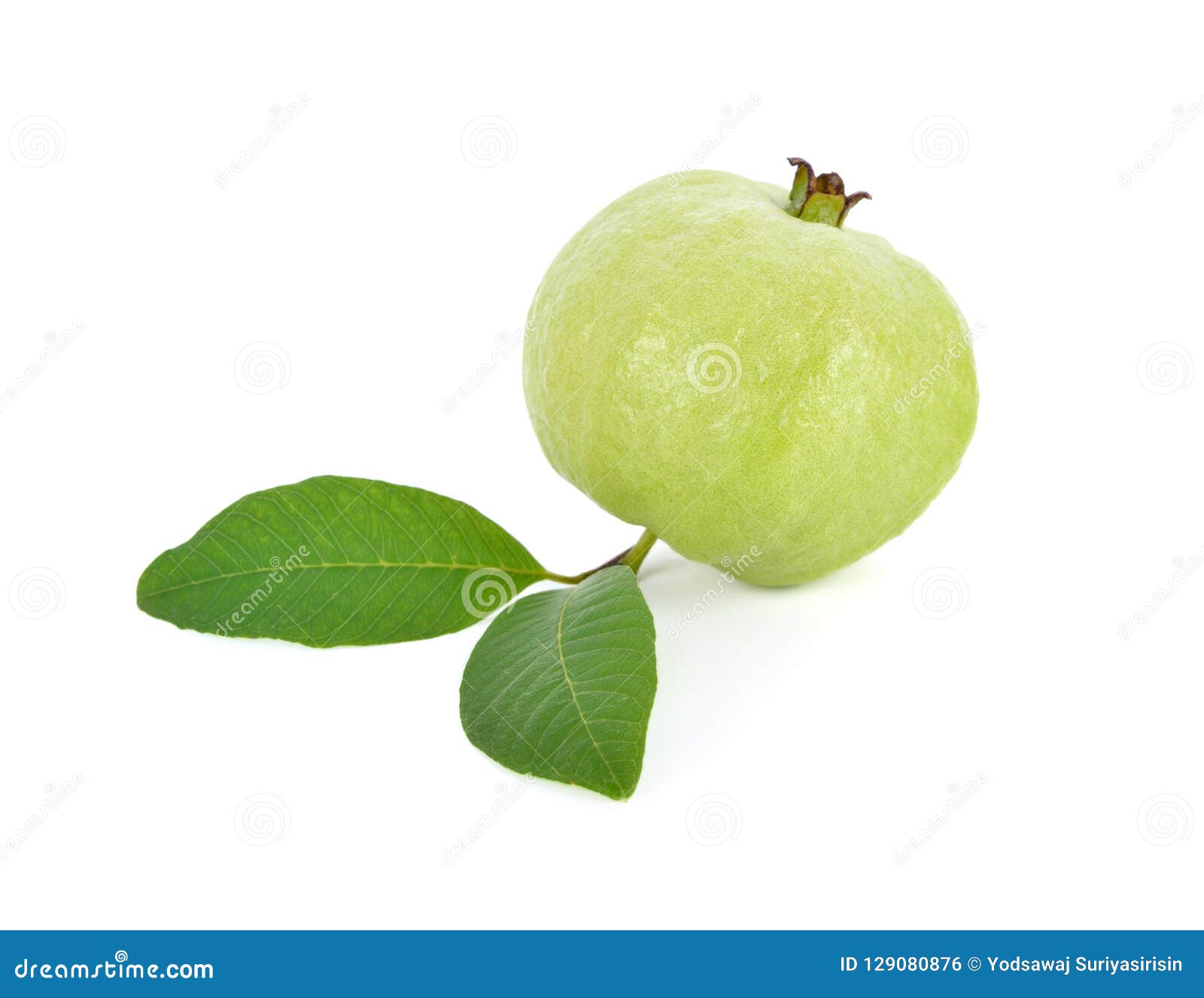 Whole Fresh Guava with Leaves on White Background Stock Photo - Image ...