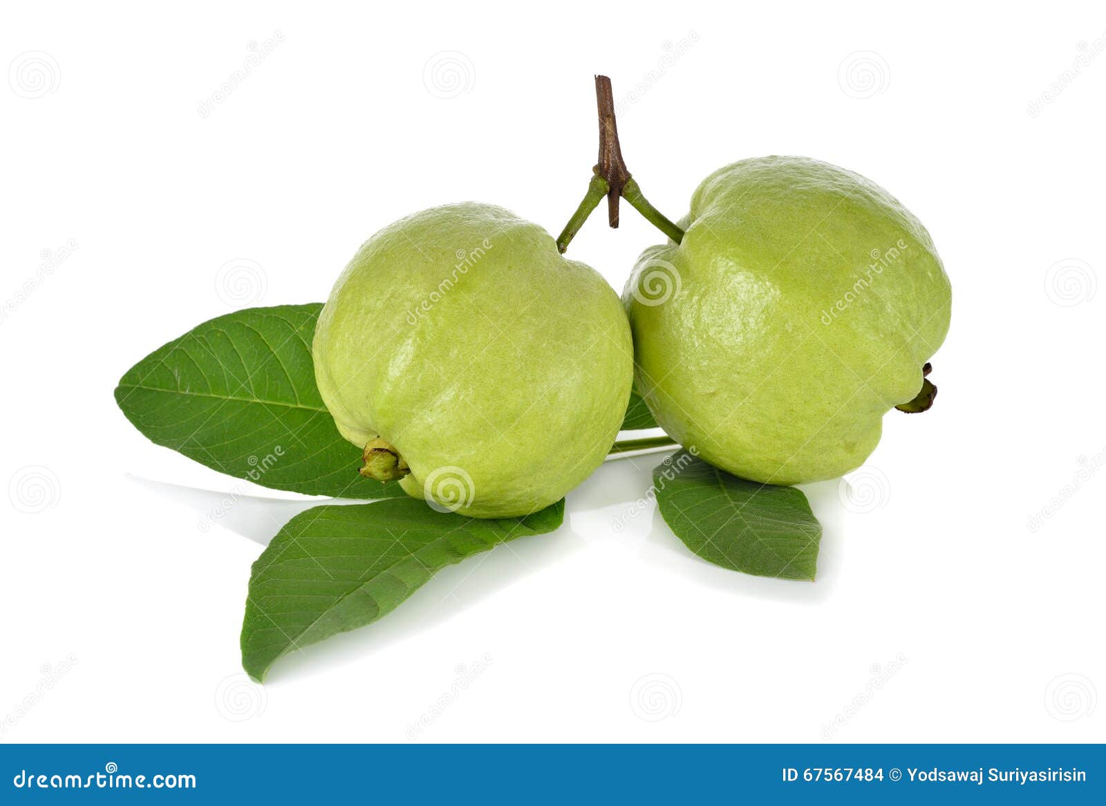 Whole Fresh Guava with Stem Leaves on White Stock Photo - Image of food ...