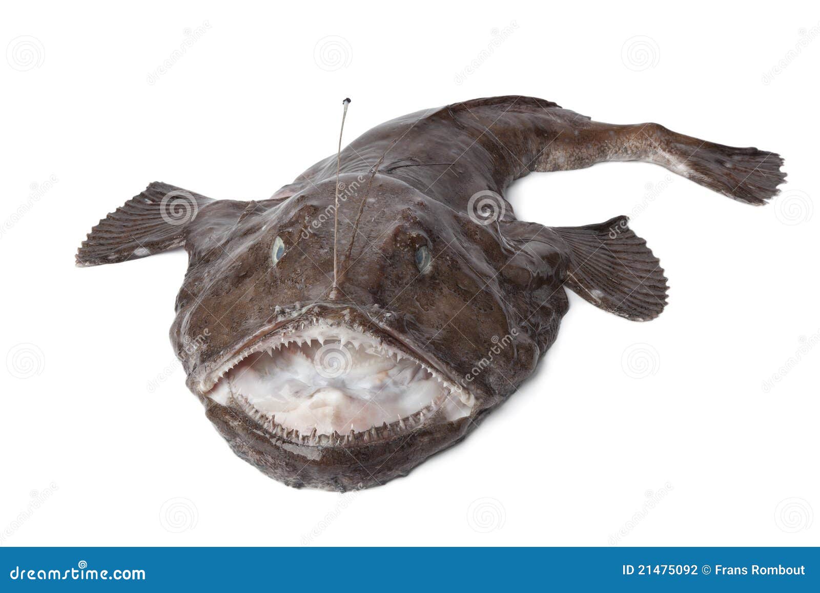 Raw Monkfish Royalty-Free Stock Photo | CartoonDealer.com #23705811