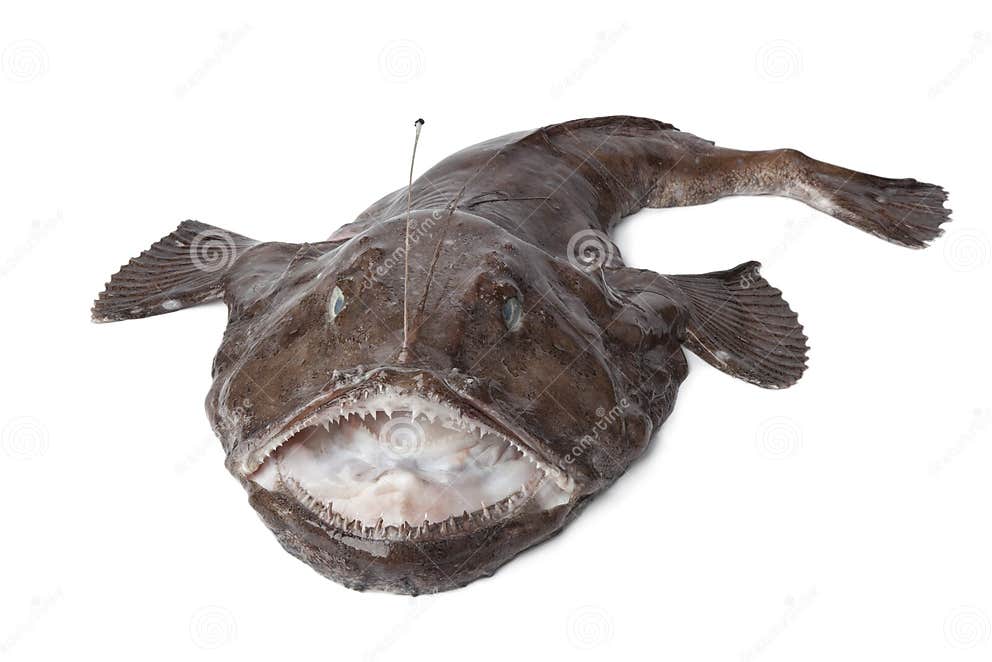 Whole fresh Monkfish stock photo. Image of fish, piscatorius - 21475092