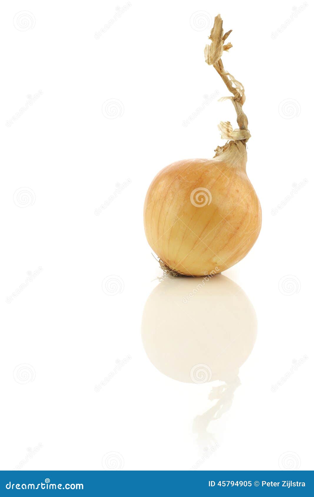 Whole Fresh Onion with Reflection Stock Image - Image of healthy, onion ...