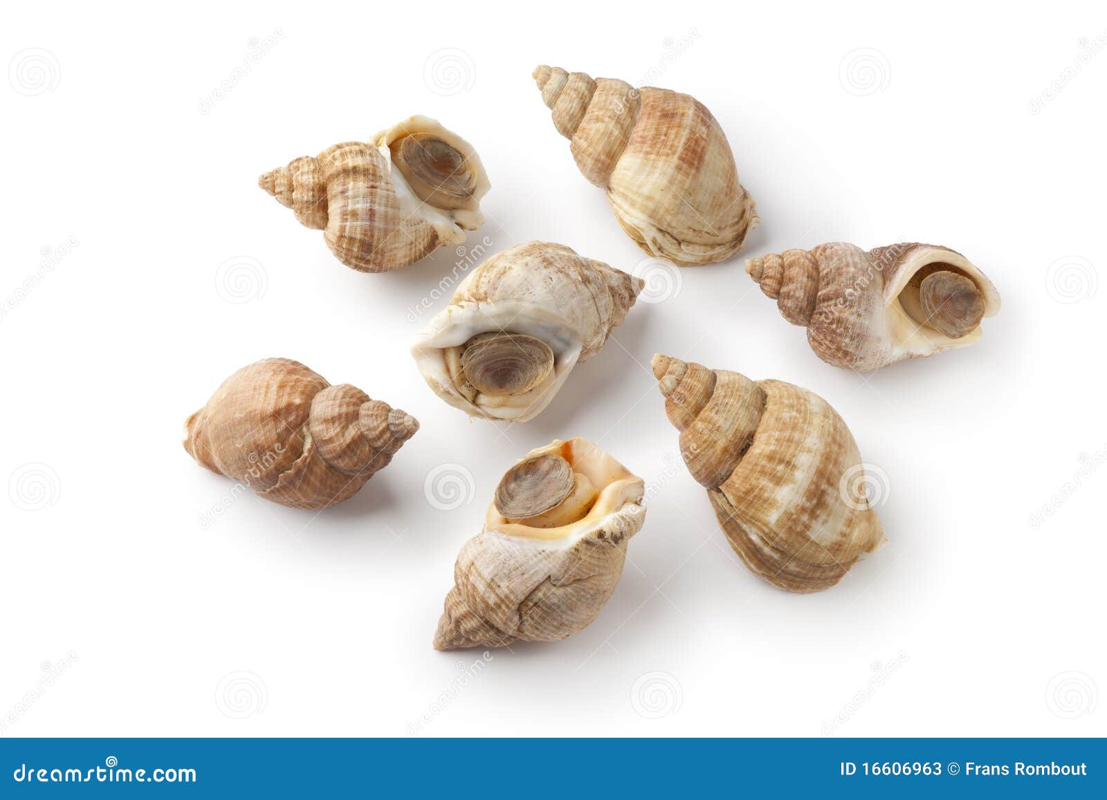 Whole Fresh Raw Common Whelk Stock Image - Image of white, shell: 16606963