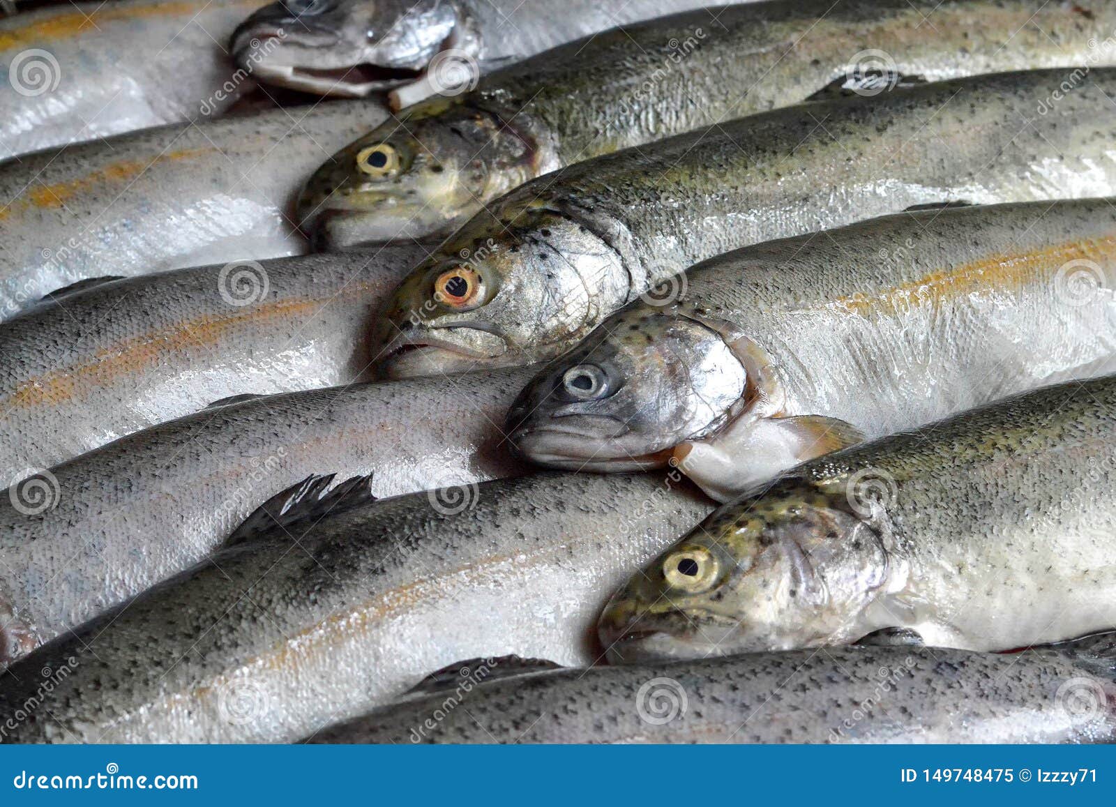 Whole raw trout fish stock image. Image of seafood, trout - 149748475