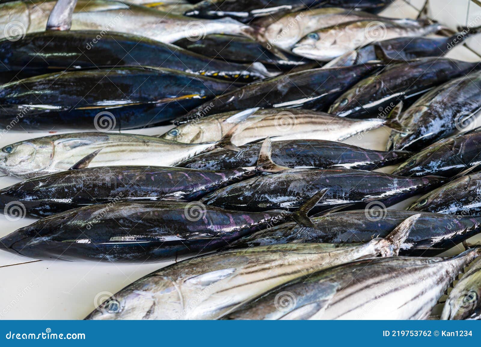 Whole Fresh Tuna Fish in Local Fish Market Stock Photo - Image of ...
