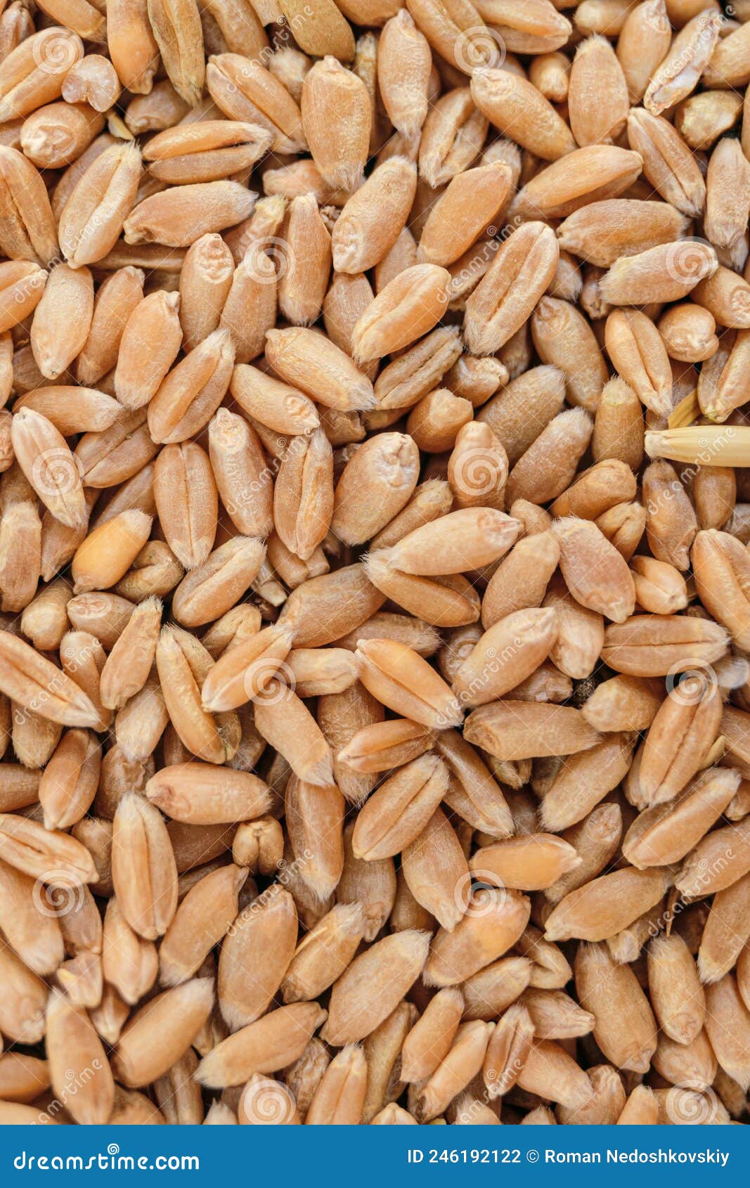 Whole Grain Kernels of Wheat Close-up. Wheat Harvest Stock Photo ...
