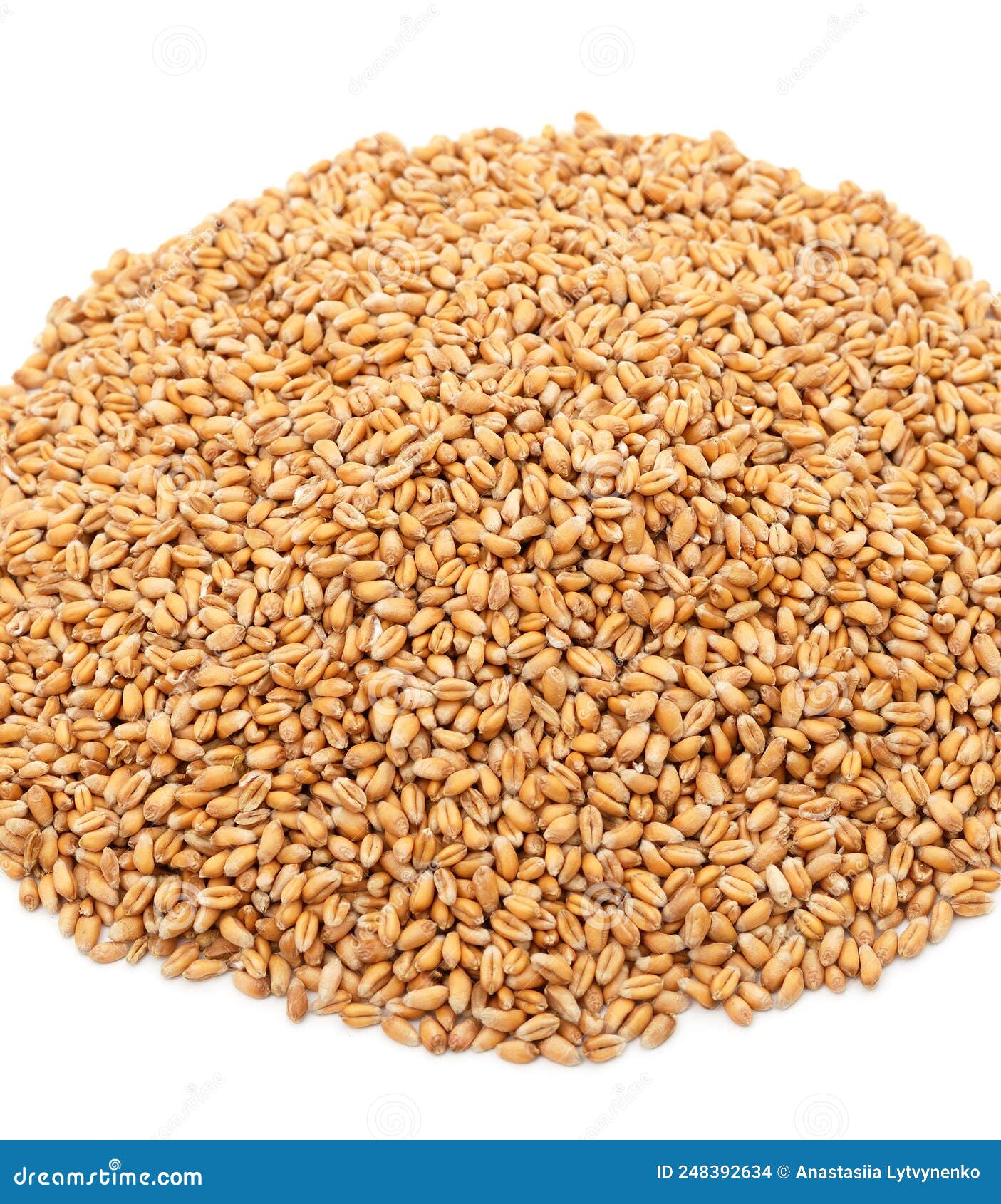 Whole grain of wheat stock photo. Image of brown, bread - 248392634
