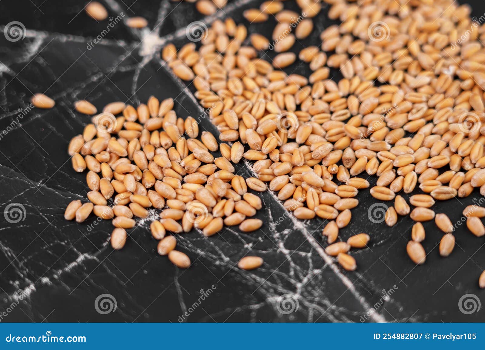 Whole Grain Wheat Seeds on Black Old Paper Stock Image - Image of ...