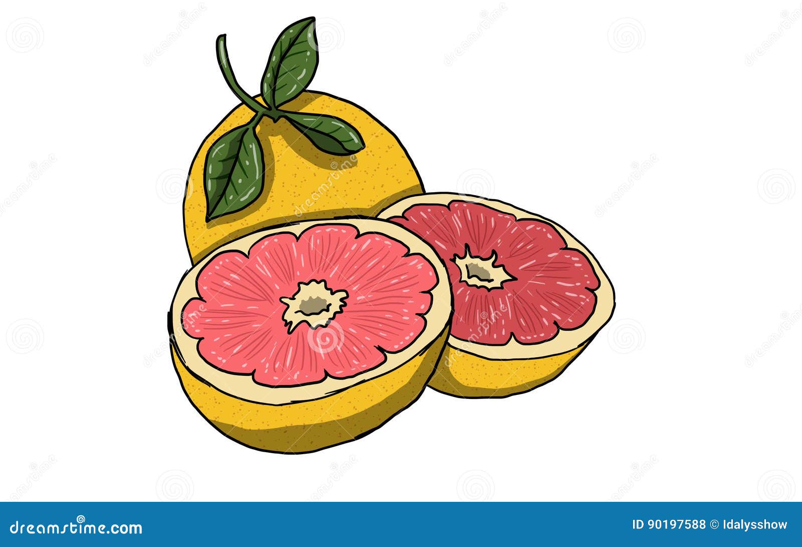 Whole Grapefruit Illustration Stock Illustration - Illustration of ...