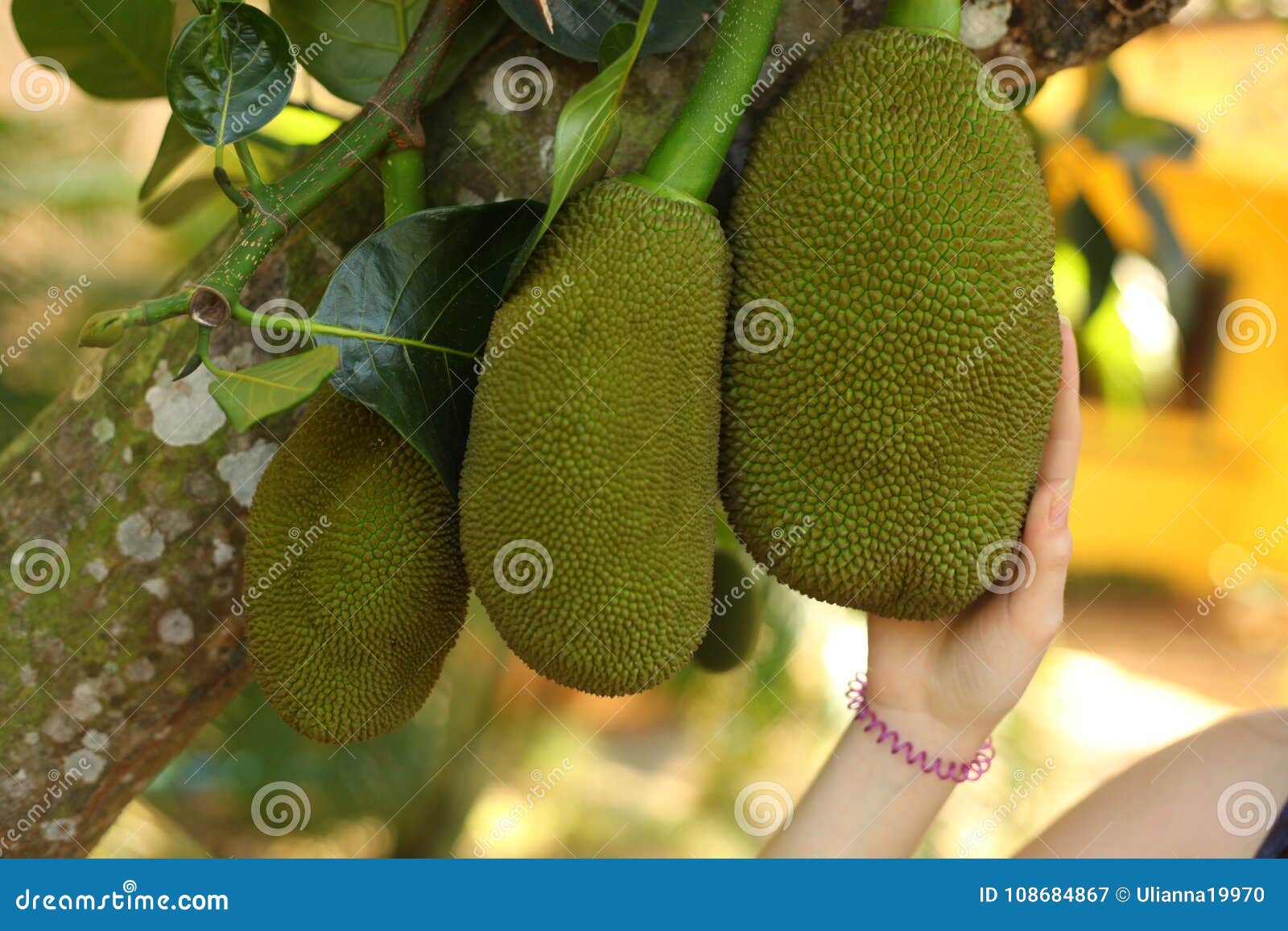 Green Jack Fruit Leaves With Natural Background. The Jack Fruit Also ...