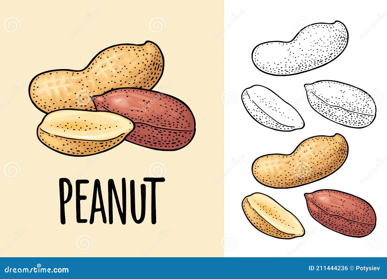 Peanut Seed Icon. Brown Groundnut Outline Flat Sign, Isolated White ...