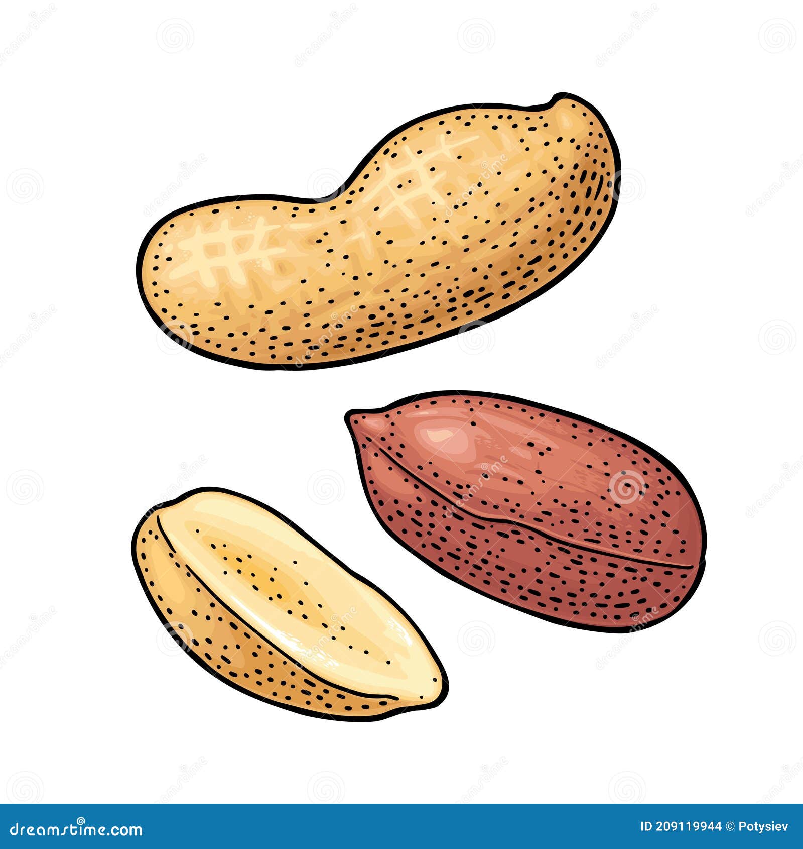 Peanut Seed Icon. Brown Groundnut Outline Flat Sign, Isolated White ...
