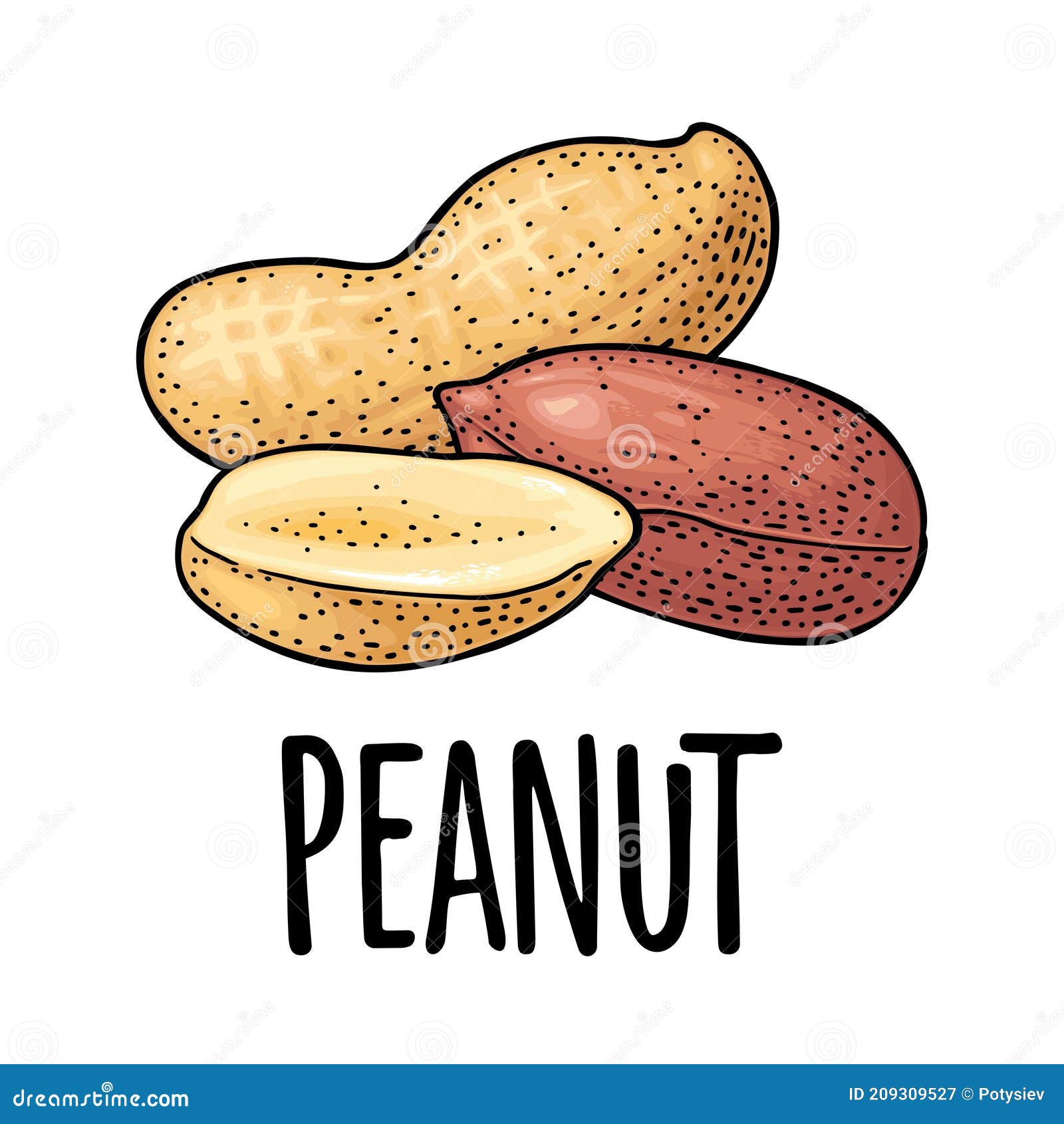 Peanut Seed Icon. Brown Groundnut Outline Flat Sign, Isolated White ...