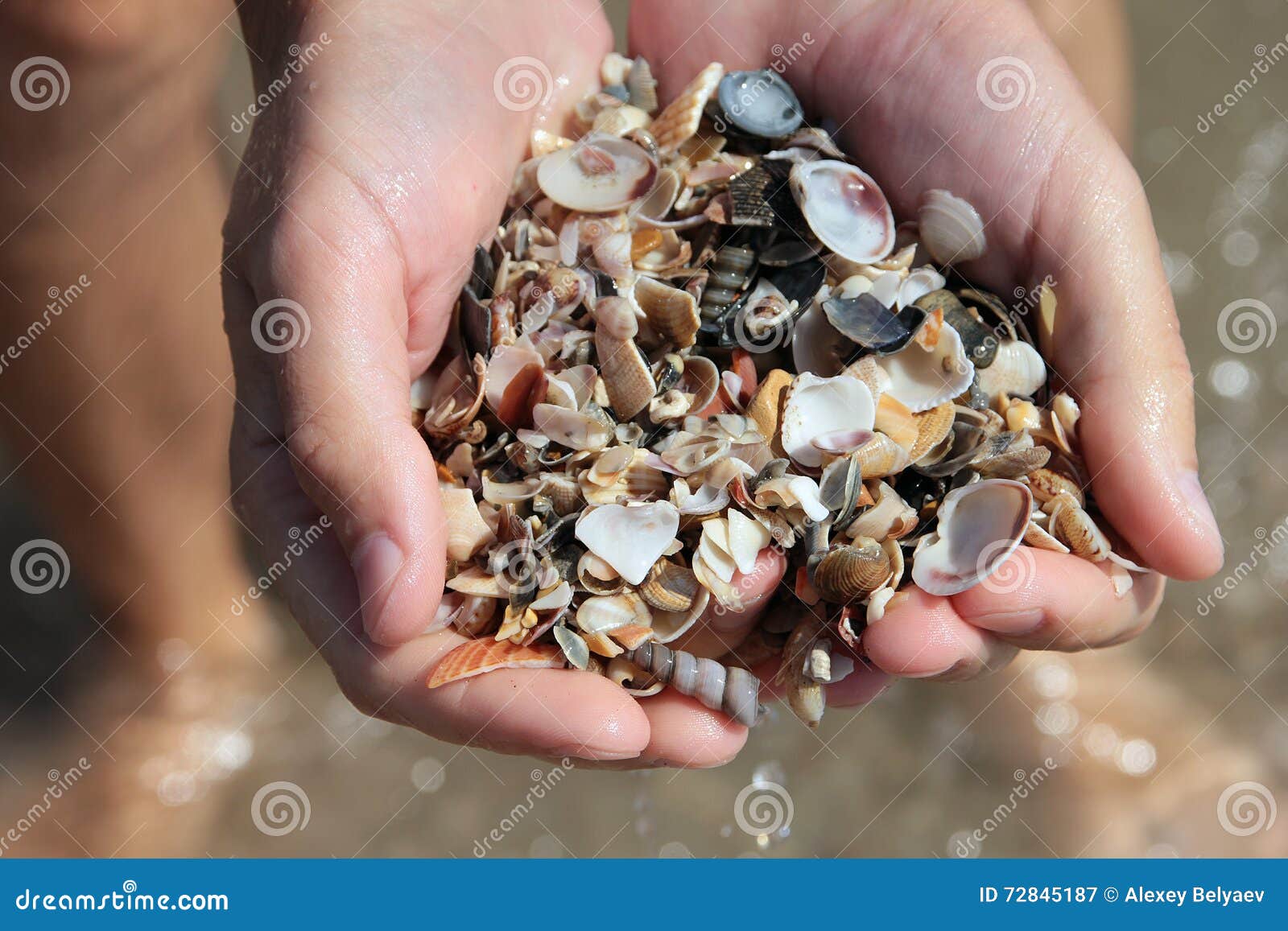 Whole Handful of Small Sea Shells Stock Image - Image of sand, nice ...