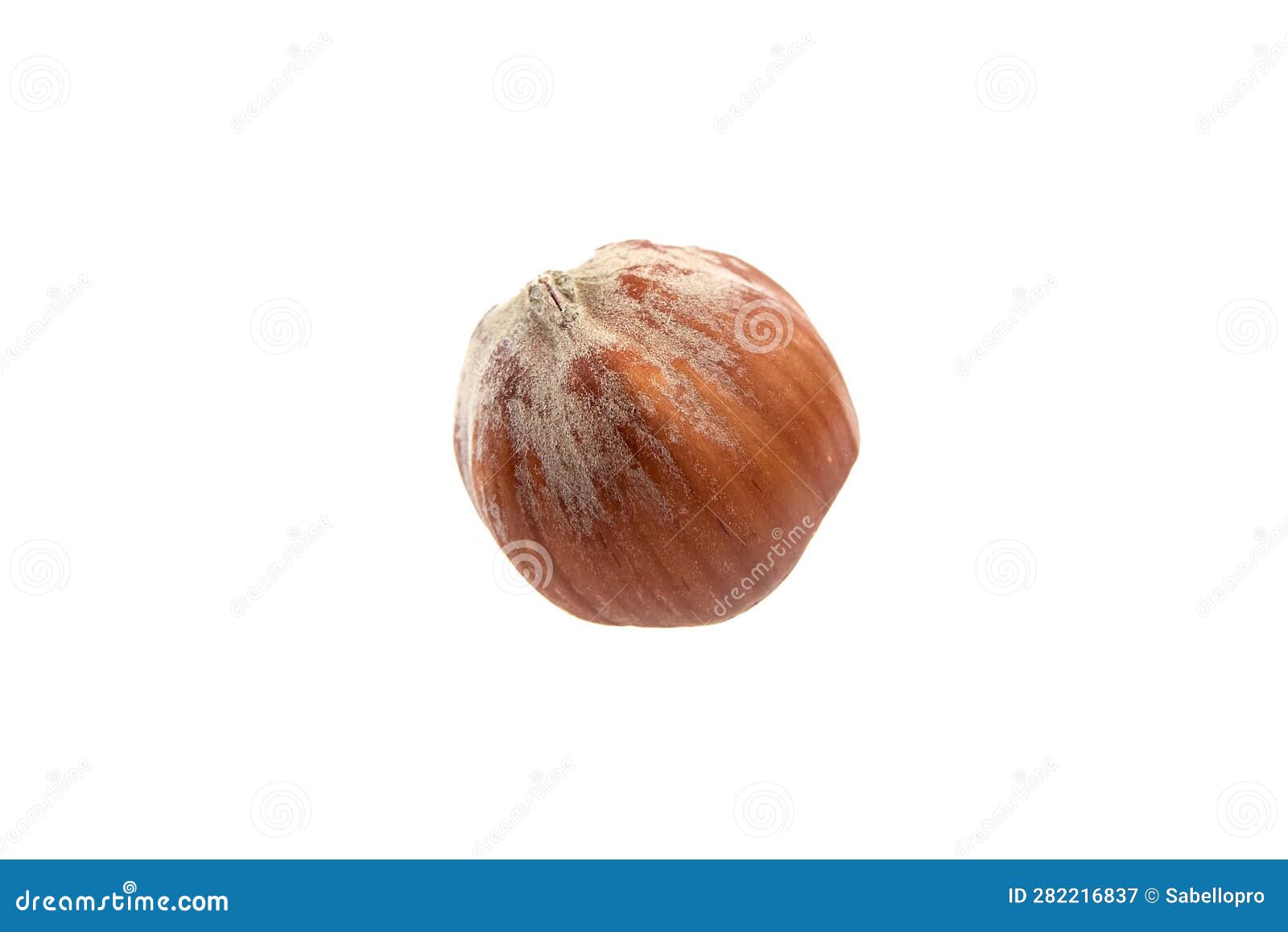 Whole Hazelnut Isolated on White Stock Image - Image of hazelnut ...