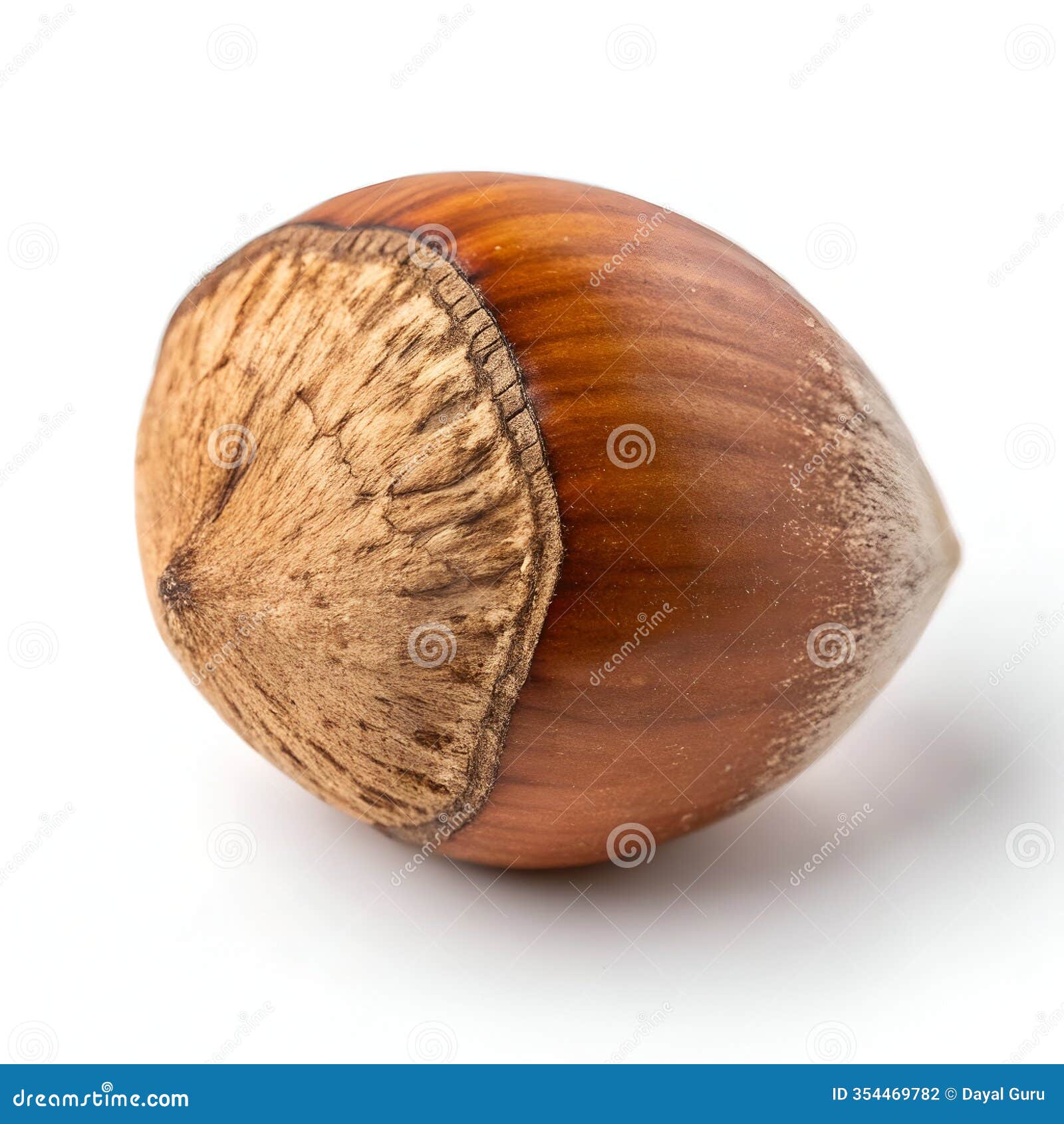 Whole Hazelnut Isolated on White Background Stock Illustration ...