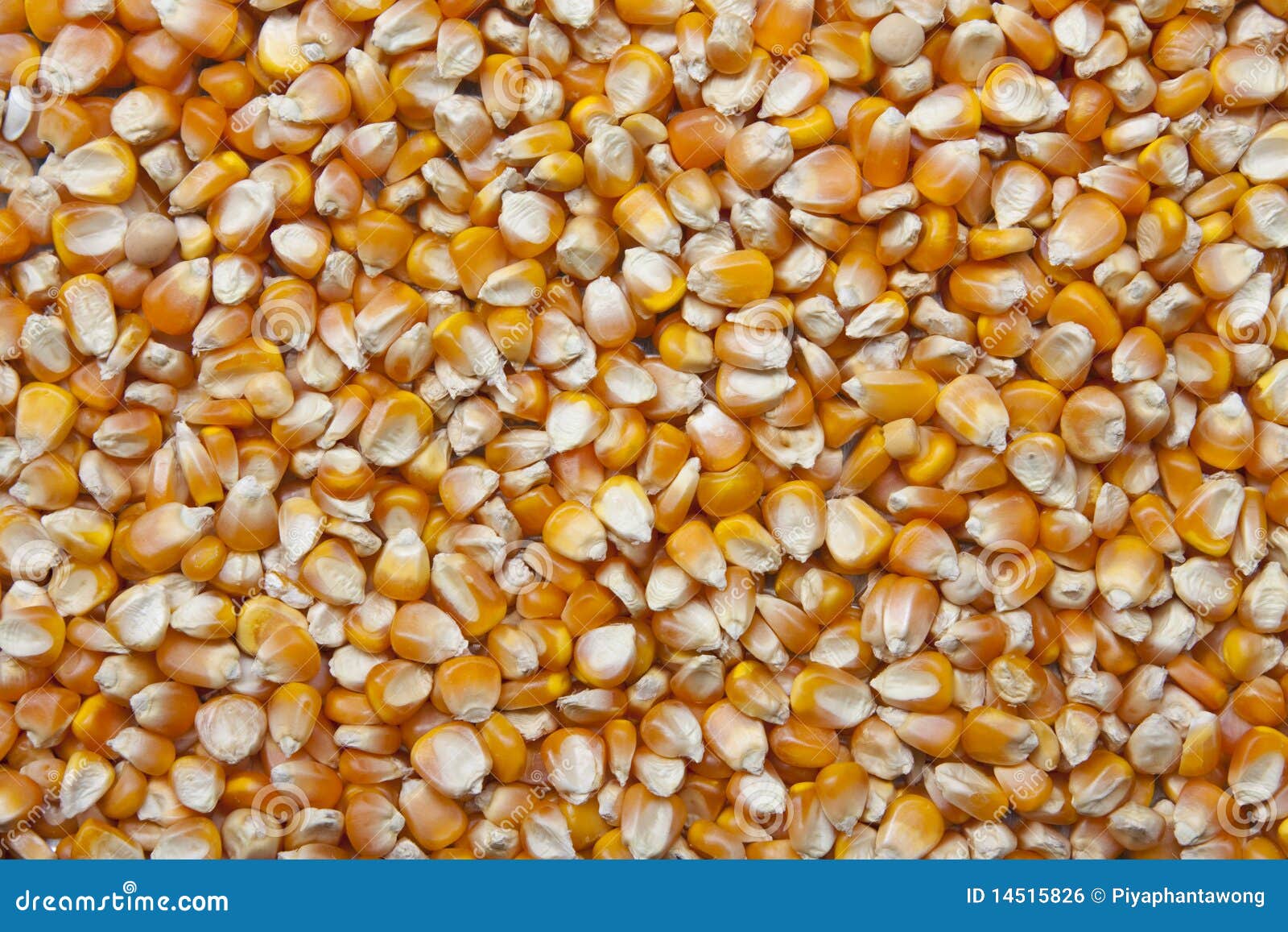 Whole Kennel Corn Royalty Free Stock Image - Image: 14515826